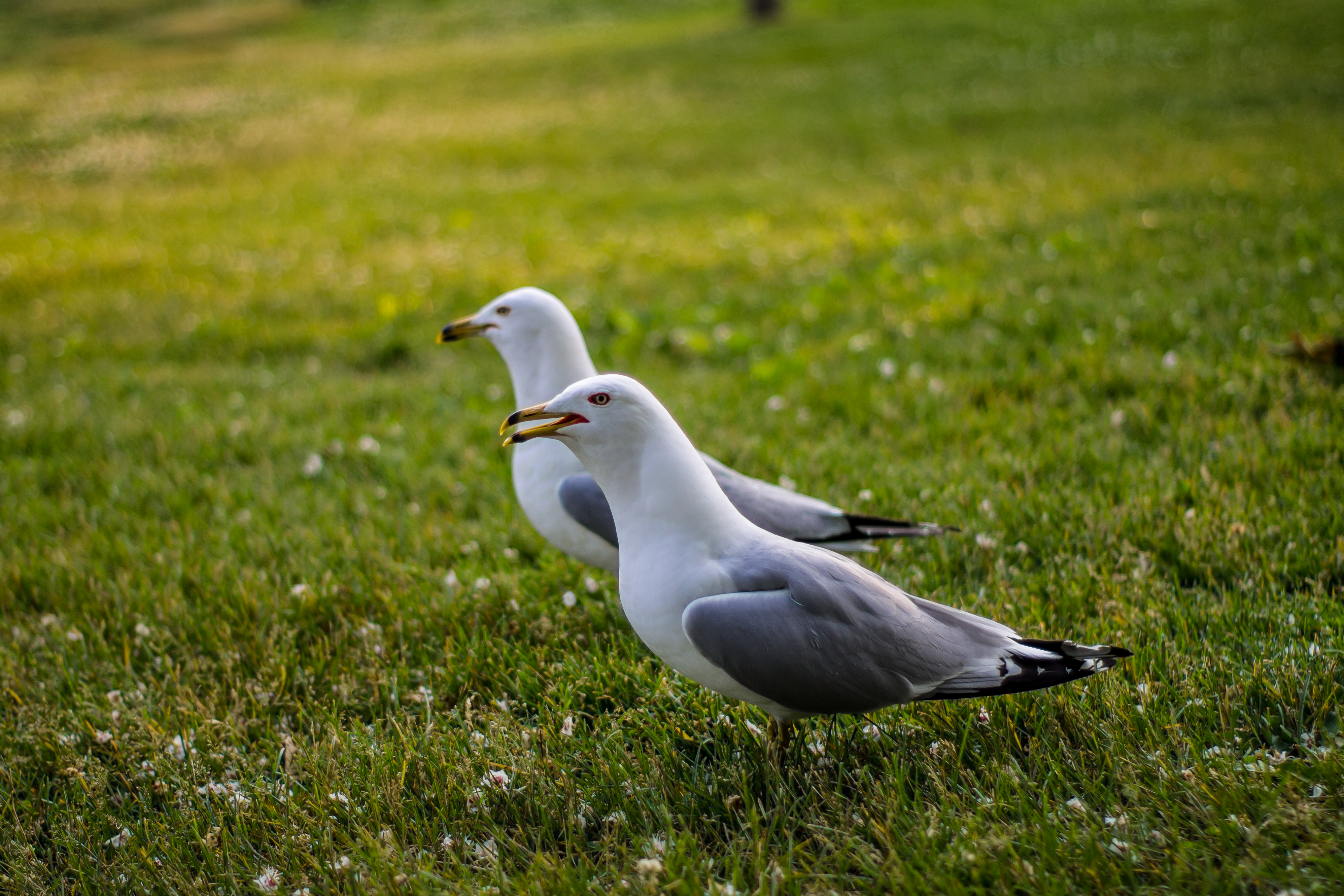 Close up of Seagulls on Grass · Free Stock Photo