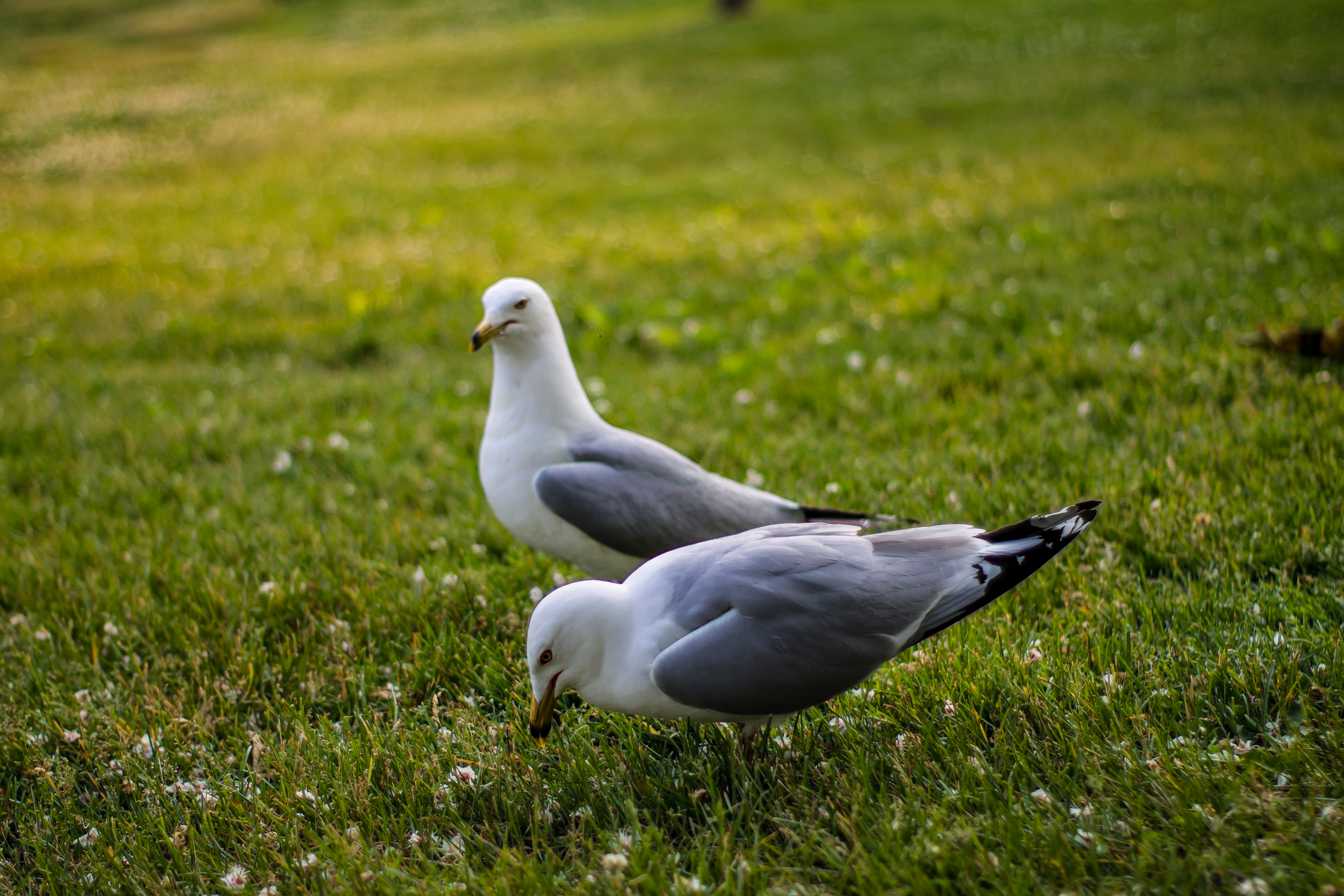 Seagulls on Grass · Free Stock Photo