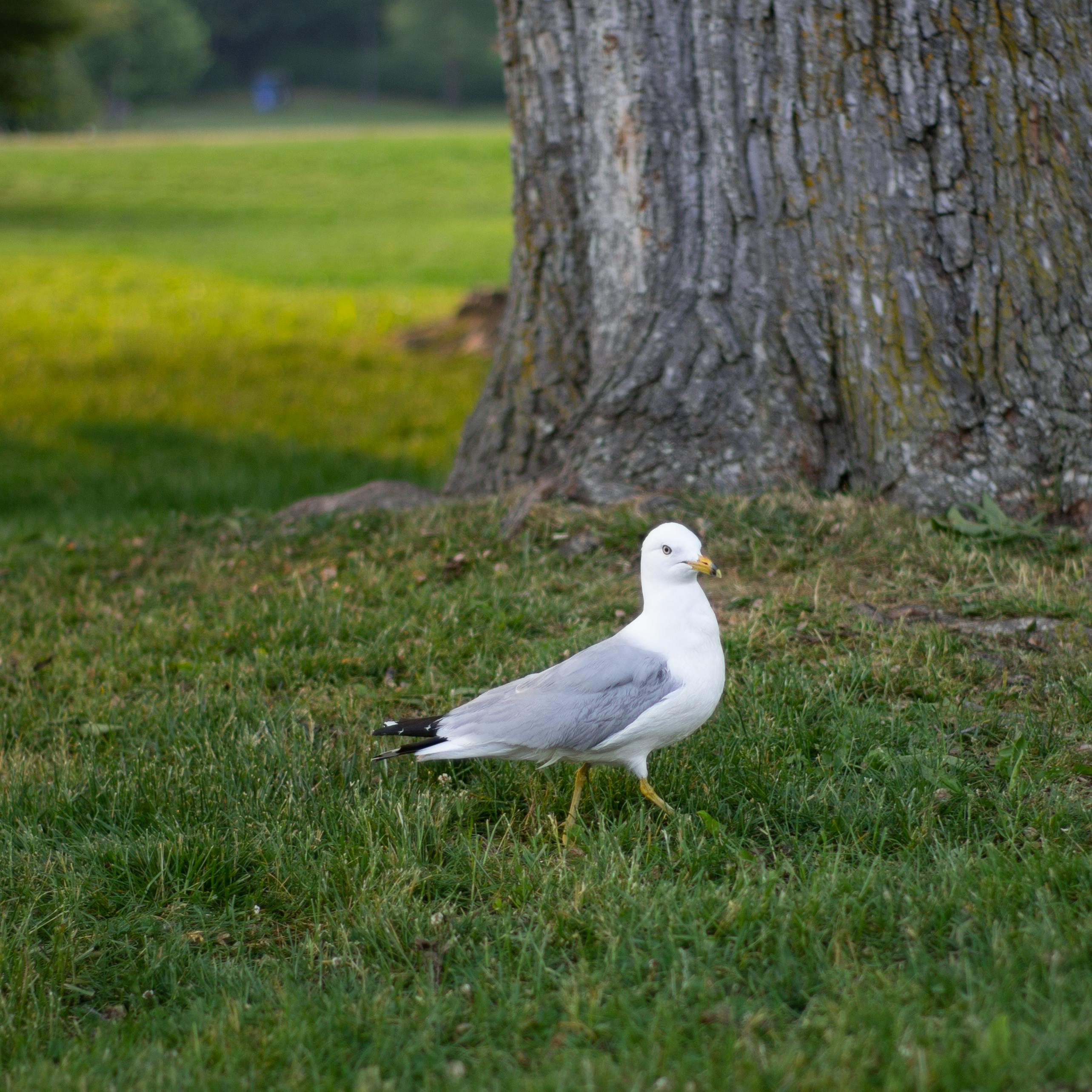Close up of Seagull near Tree · Free Stock Photo
