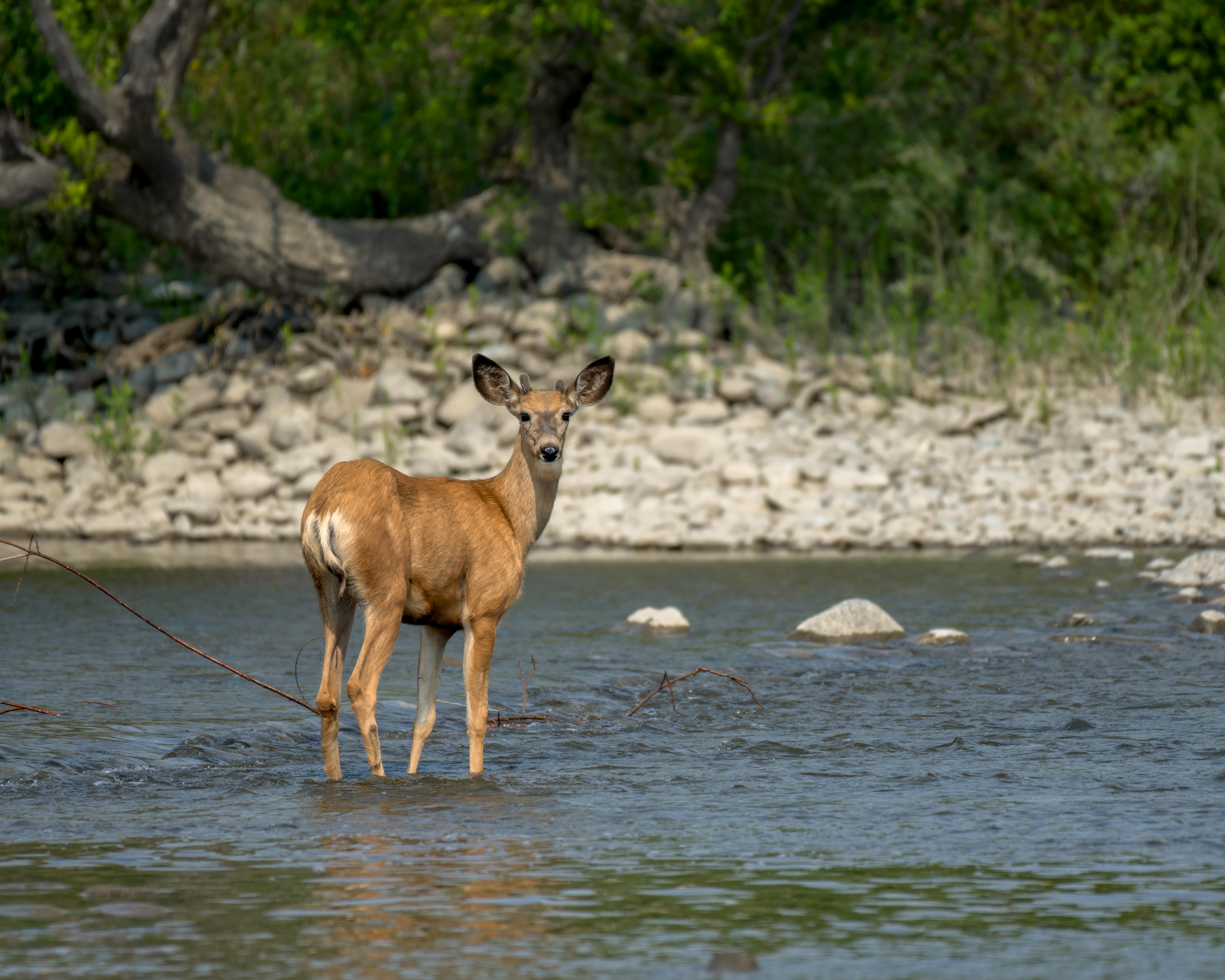 Back View of Deer · Free Stock Photo