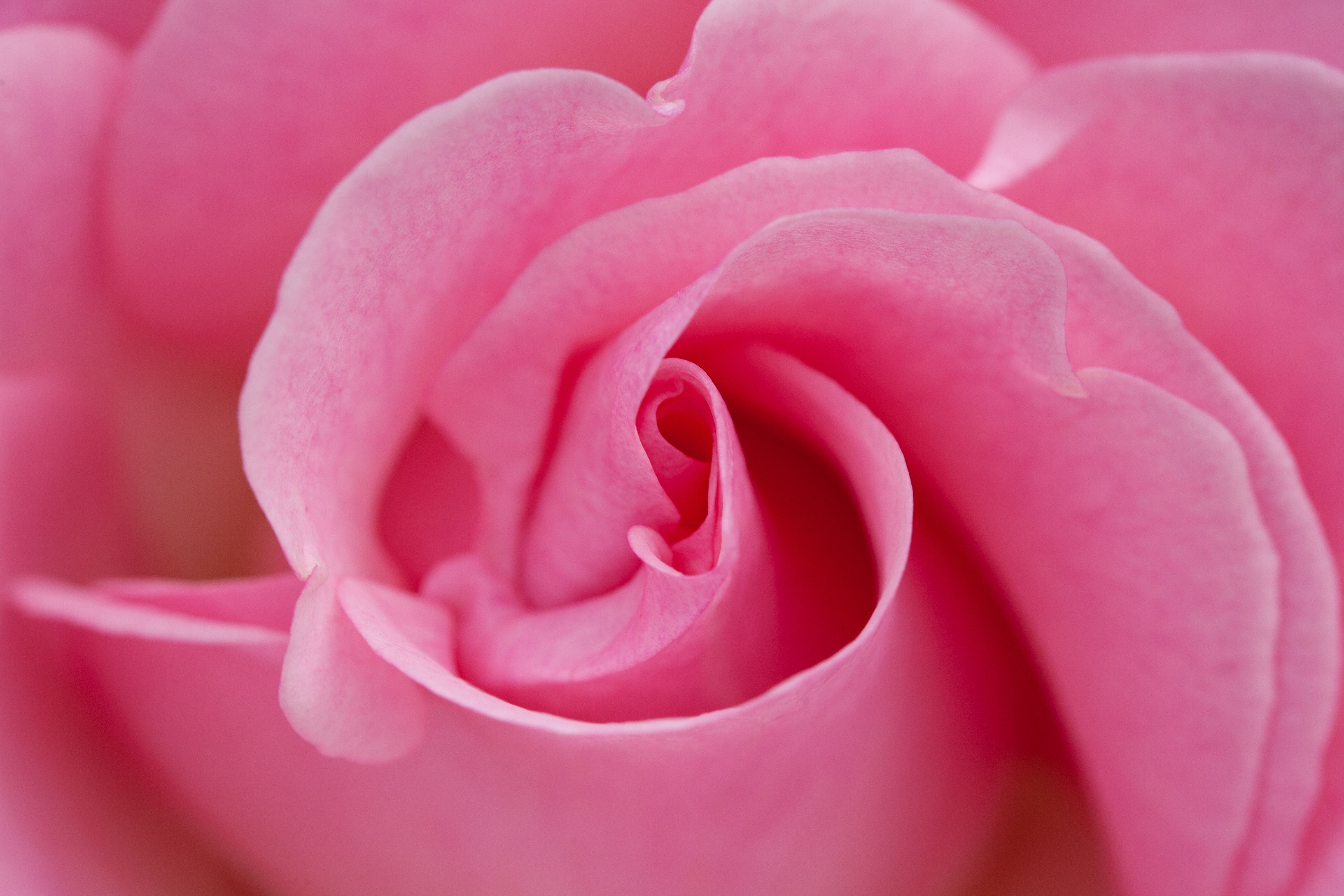 Close up of Rose Flowers · Free Stock Photo
