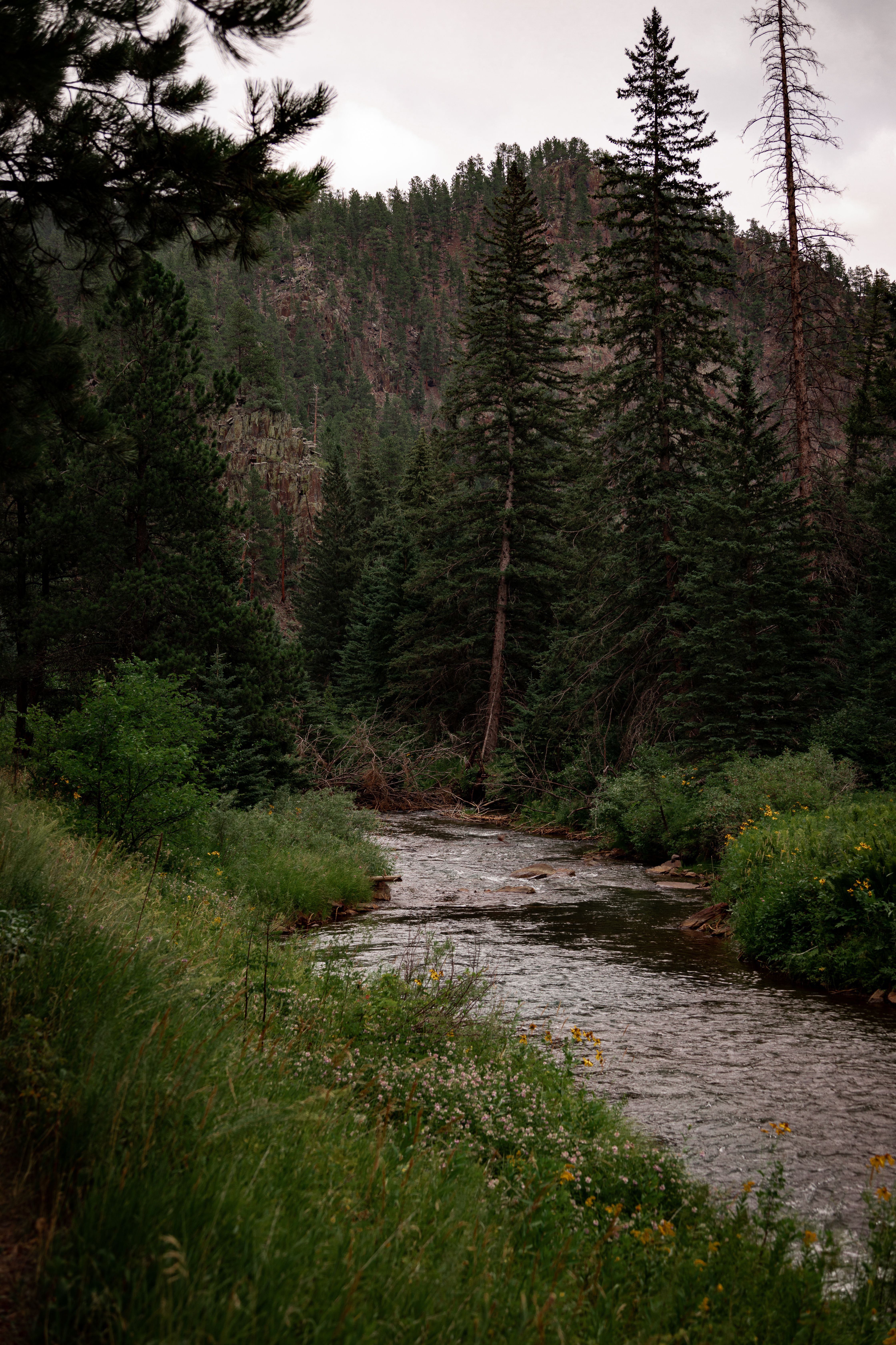 A river running through a forest with trees · Free Stock Photo