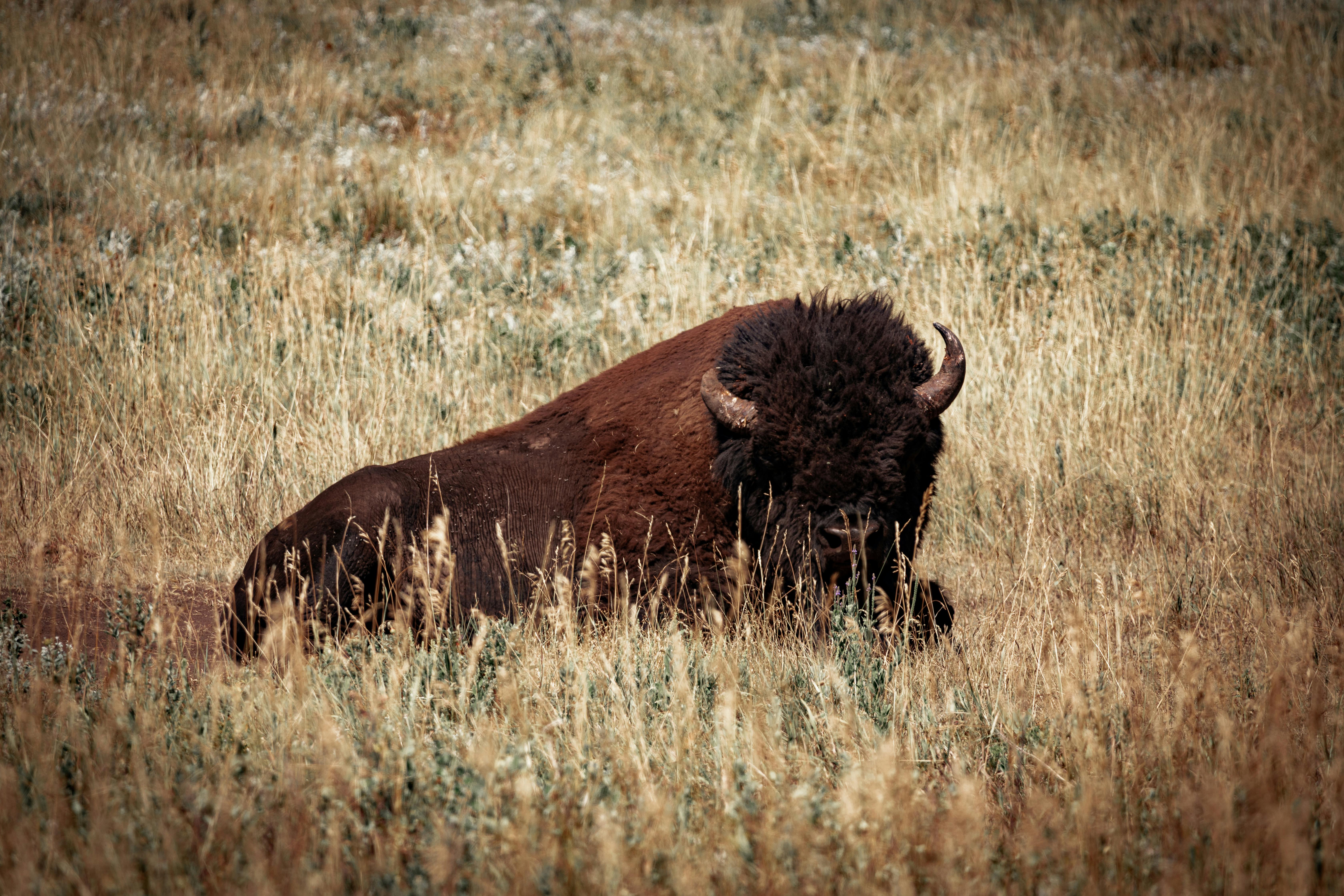 A bison laying down in a field of tall grass · Free Stock Photo