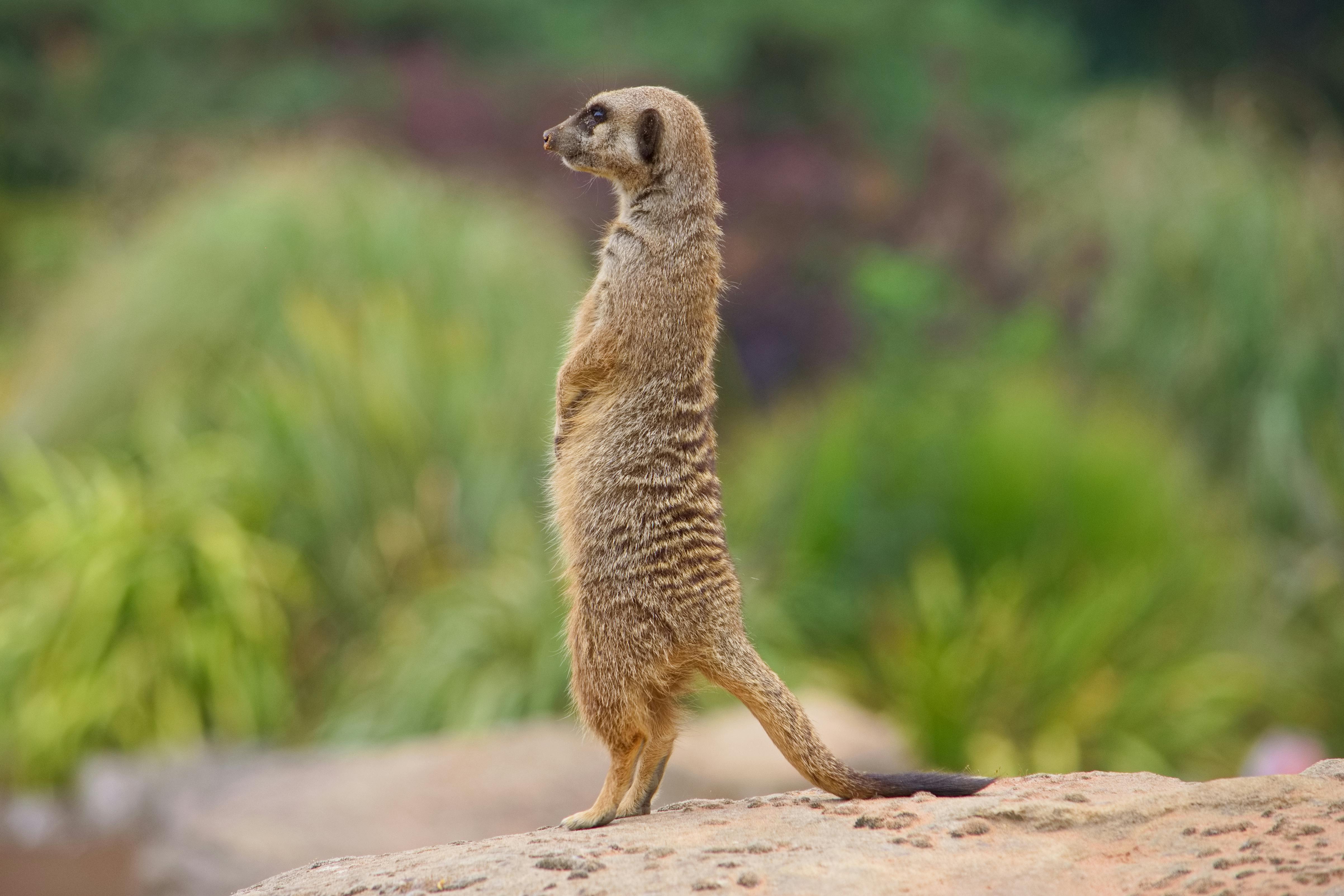 Brown and White 2 Legged Animal Standing on Tree Branch · Free Stock Photo