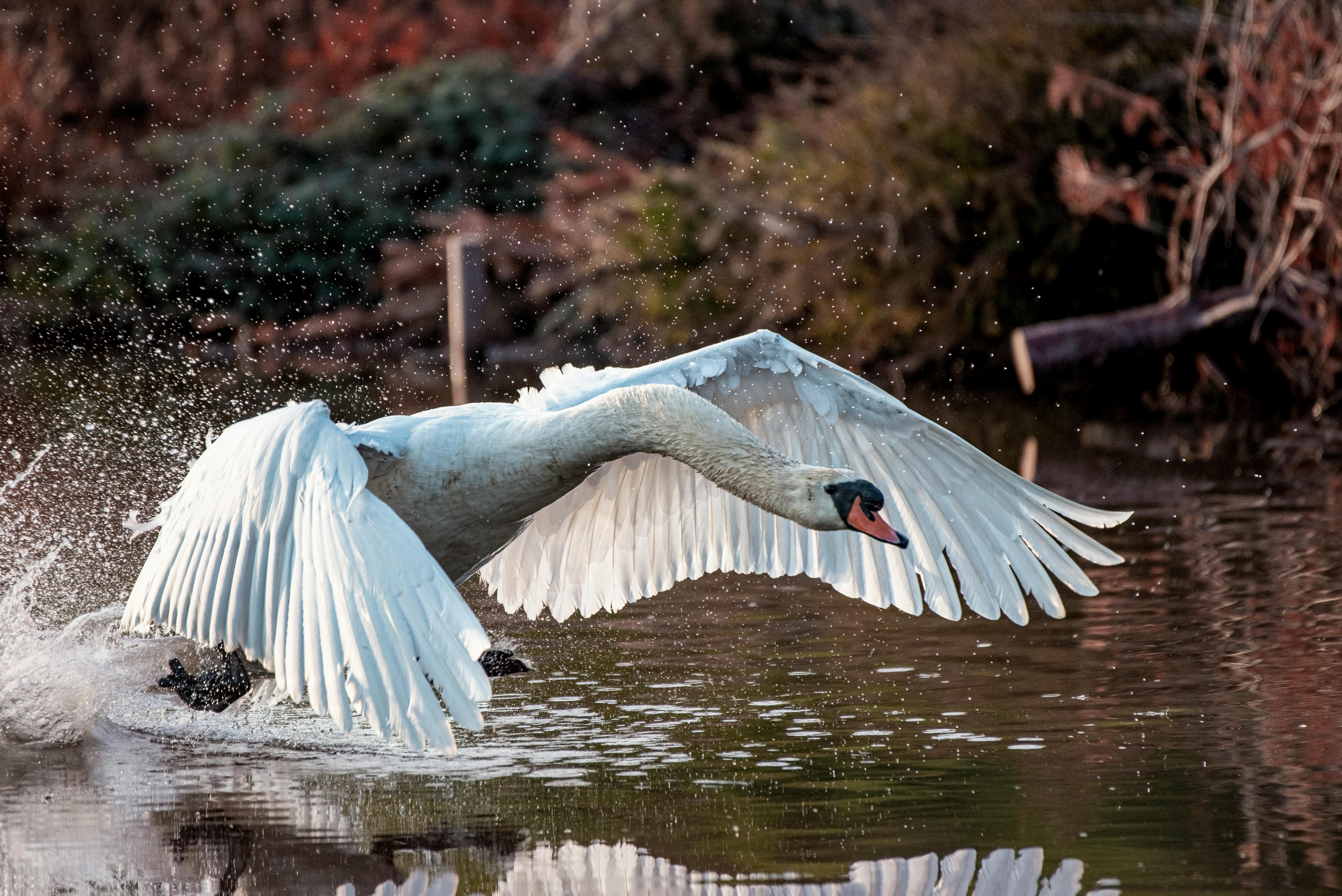 Close-up of a Swan Taking off from the Water Surface · Free Stock Photo
