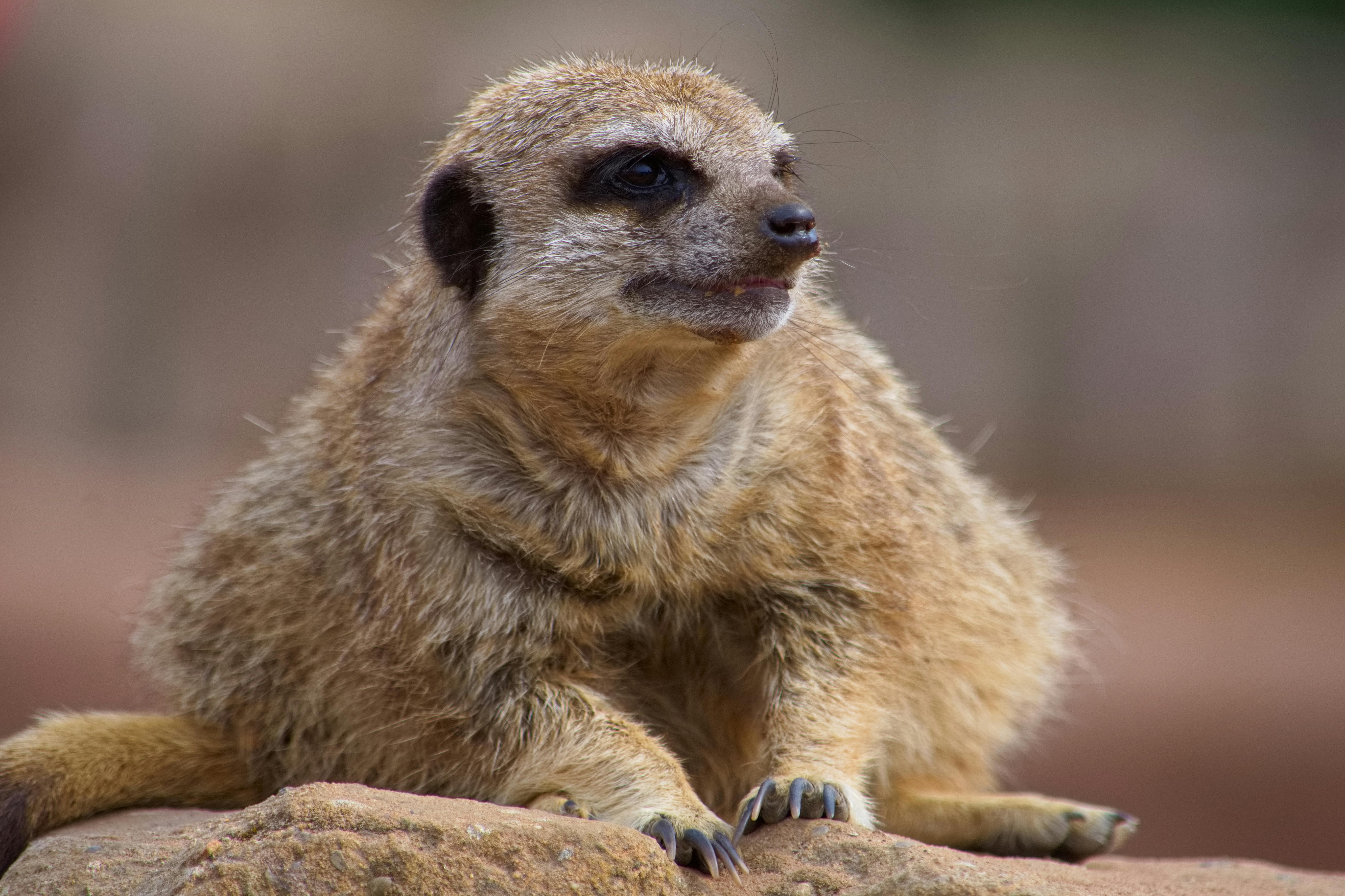 Close up of Meerkat · Free Stock Photo