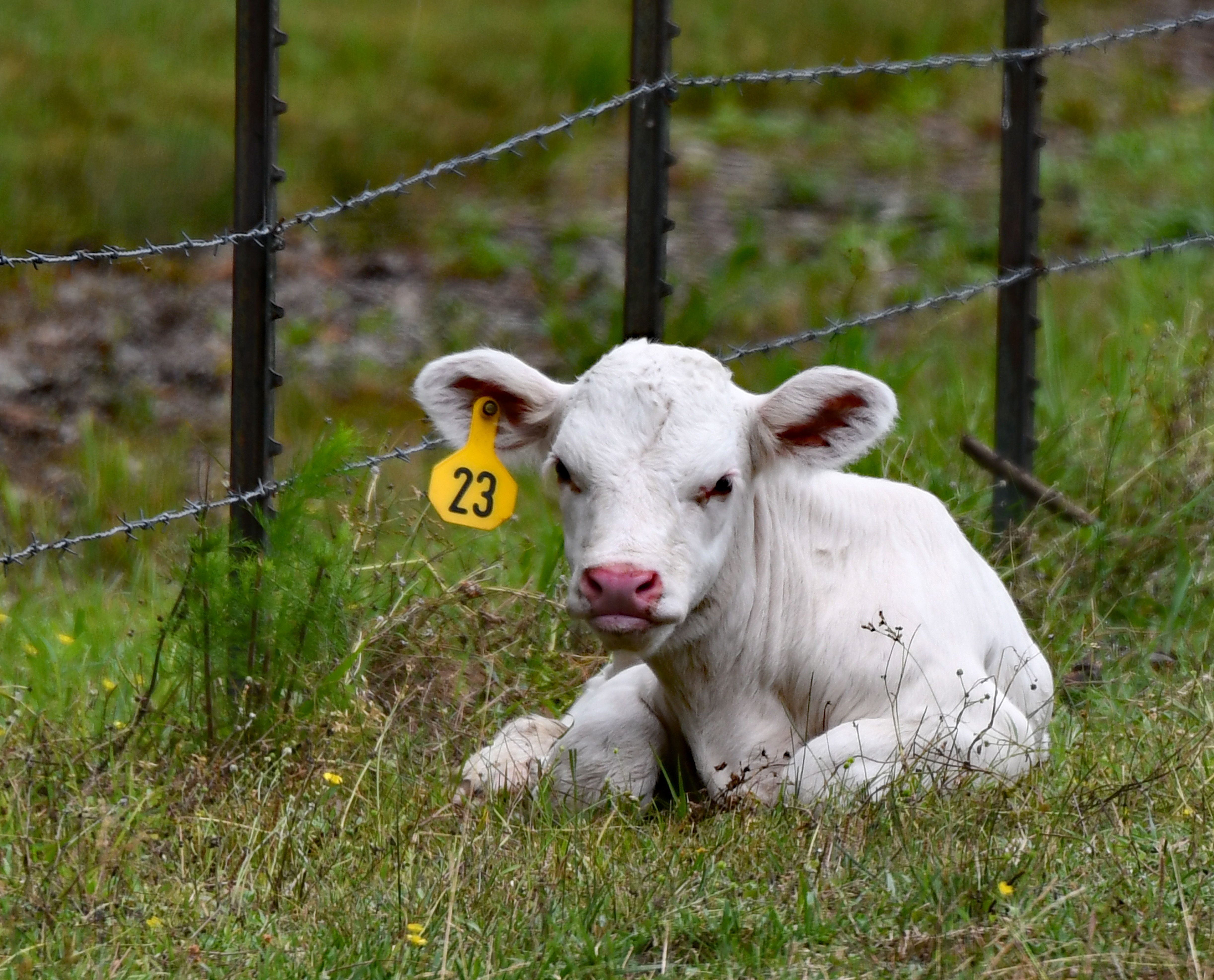 A Calf on the Pasture · Free Stock Photo