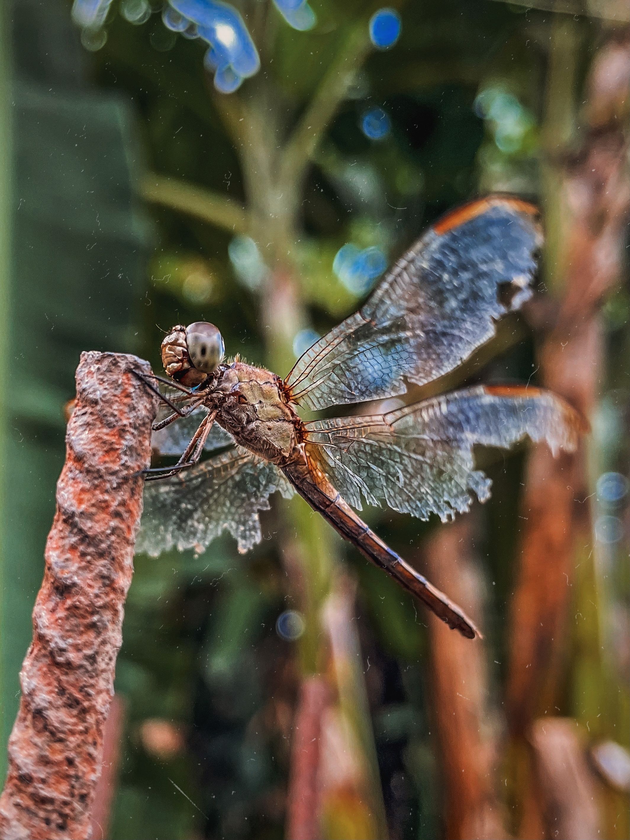 Close-up of a Dragonfly · Free Stock Photo