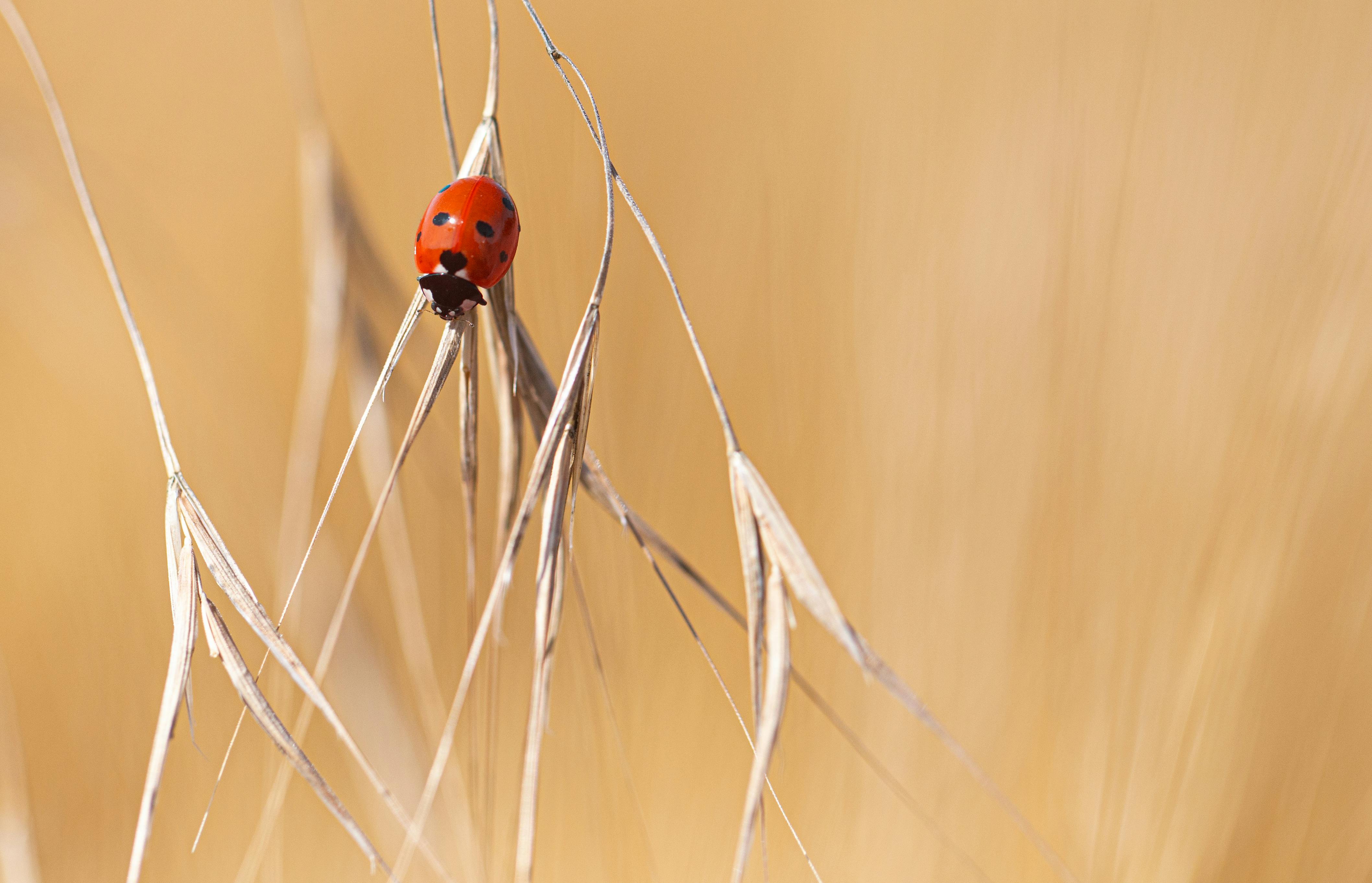 Close-up Photography of Ladybug · Free Stock Photo
