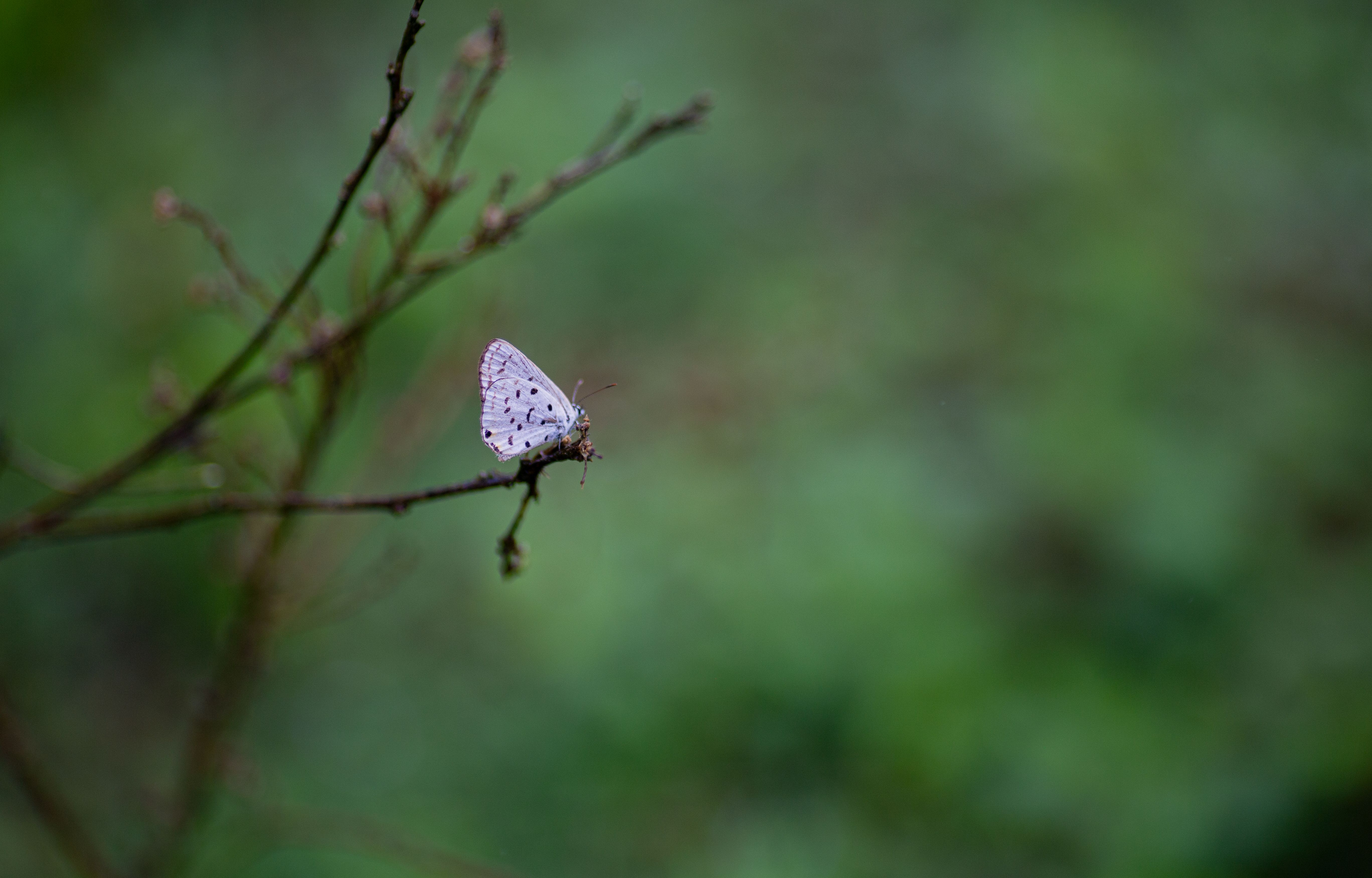 Alone Butterfly Photos, Download The BEST Free Alone Butterfly Stock ...