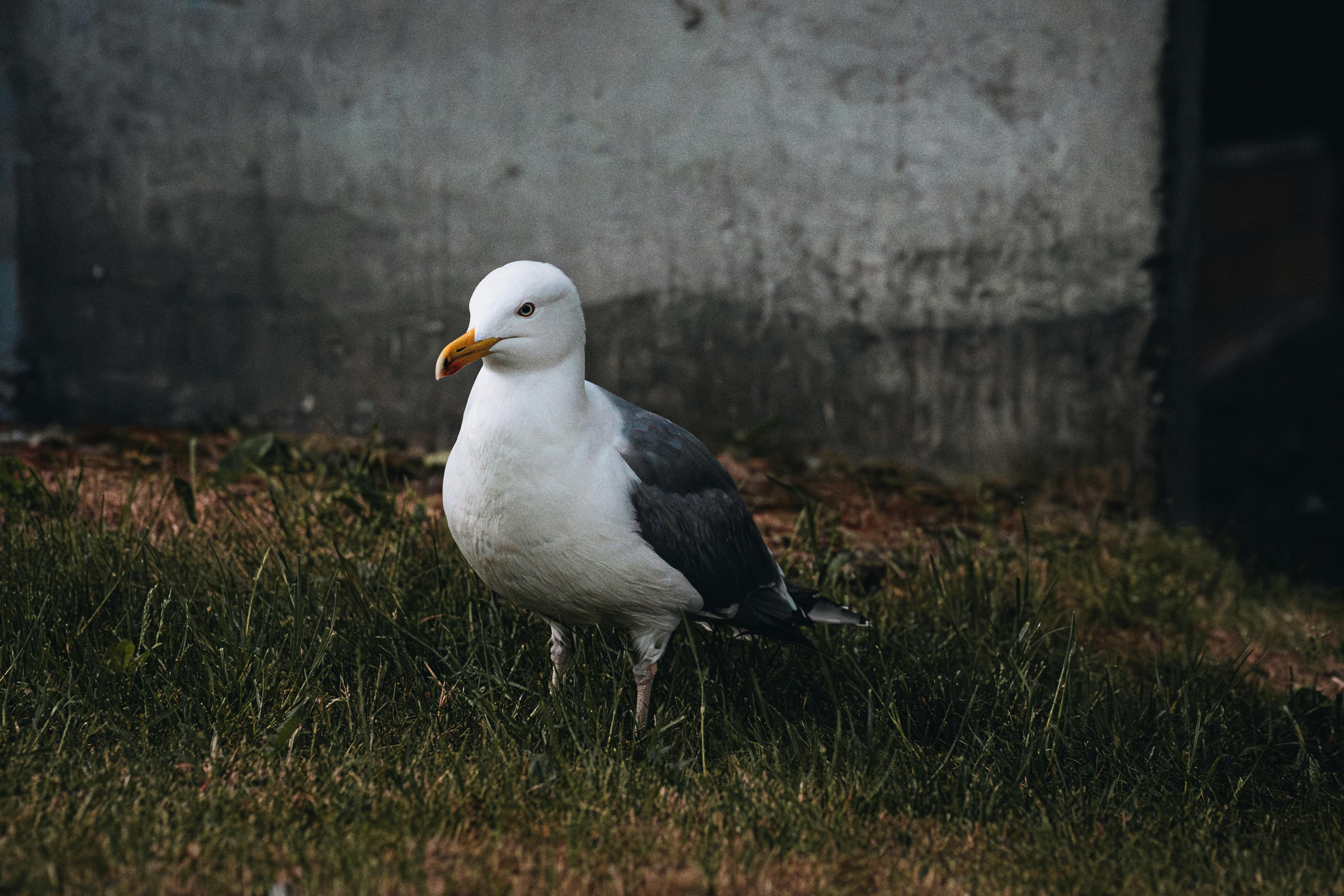 Seagull near Wall · Free Stock Photo