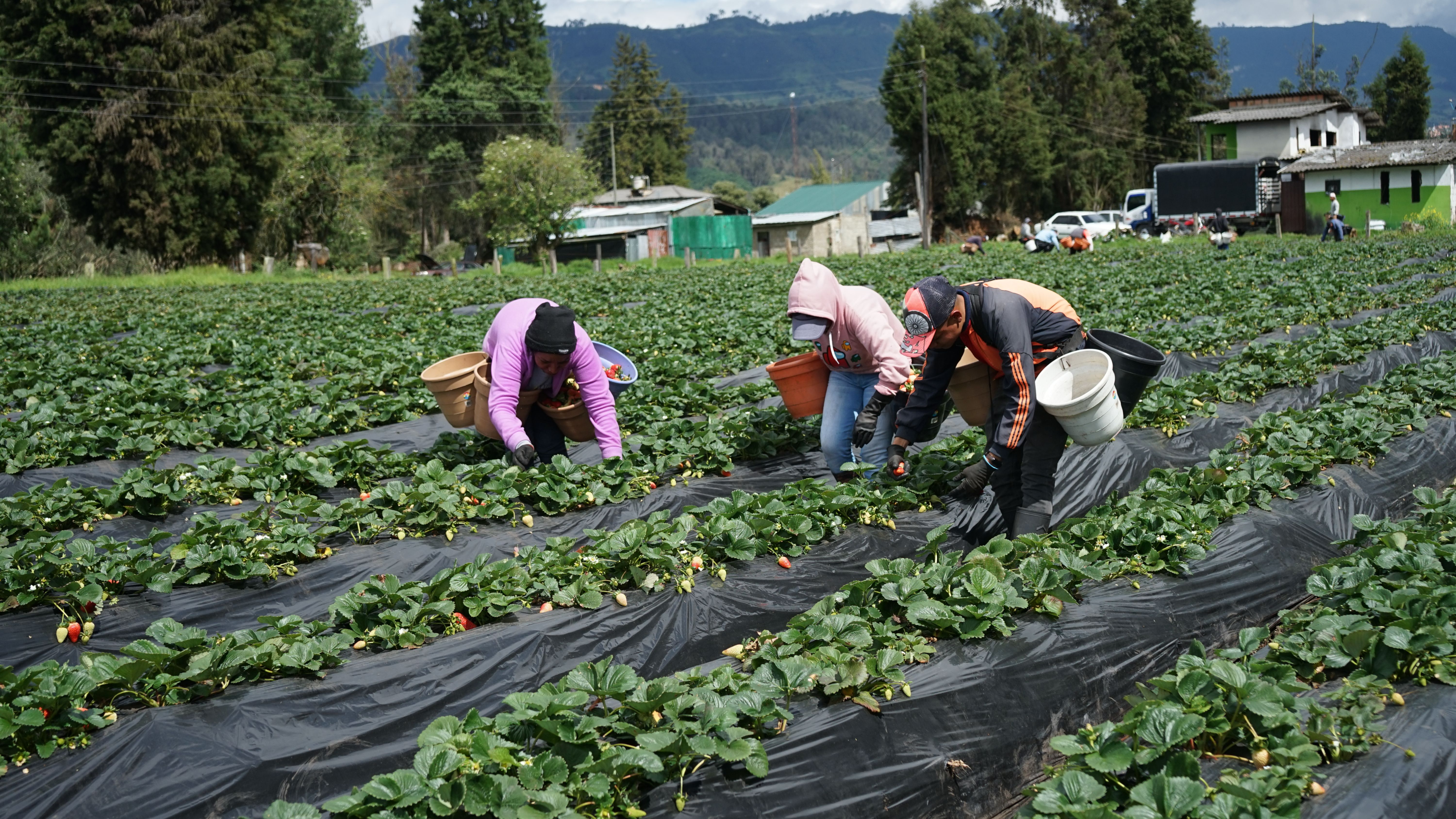 Foto de stock gratuita sobre agricultura, al aire libre, américa del ...