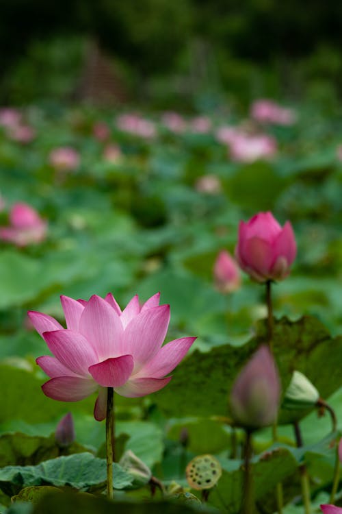 Pink Lotuses among Green Leaves · Free Stock Photo Pink Lotuses among Green Leaves · Free Stock Photo