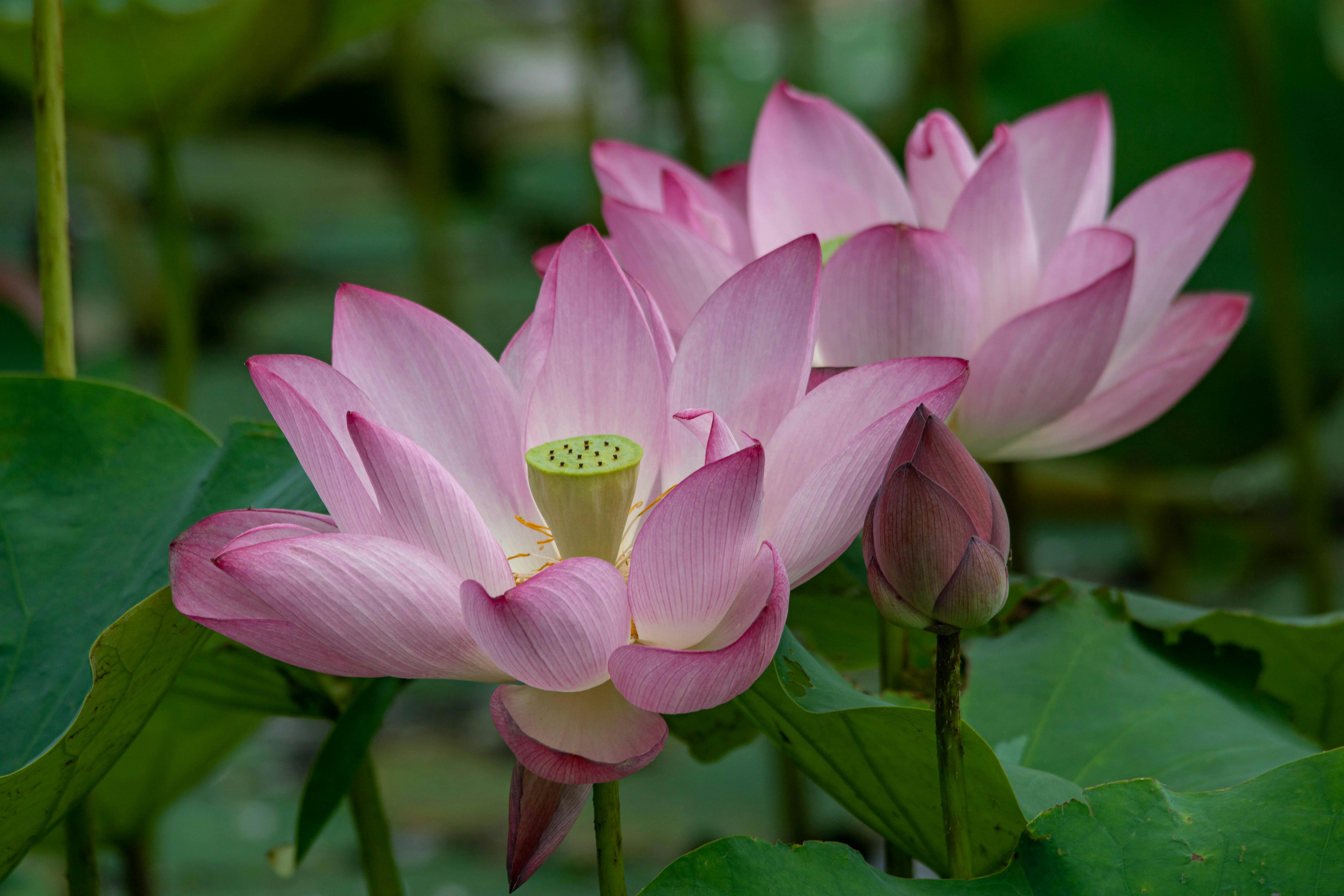 Pink Lotus Flowers Blooming on Water · Free Stock Photo