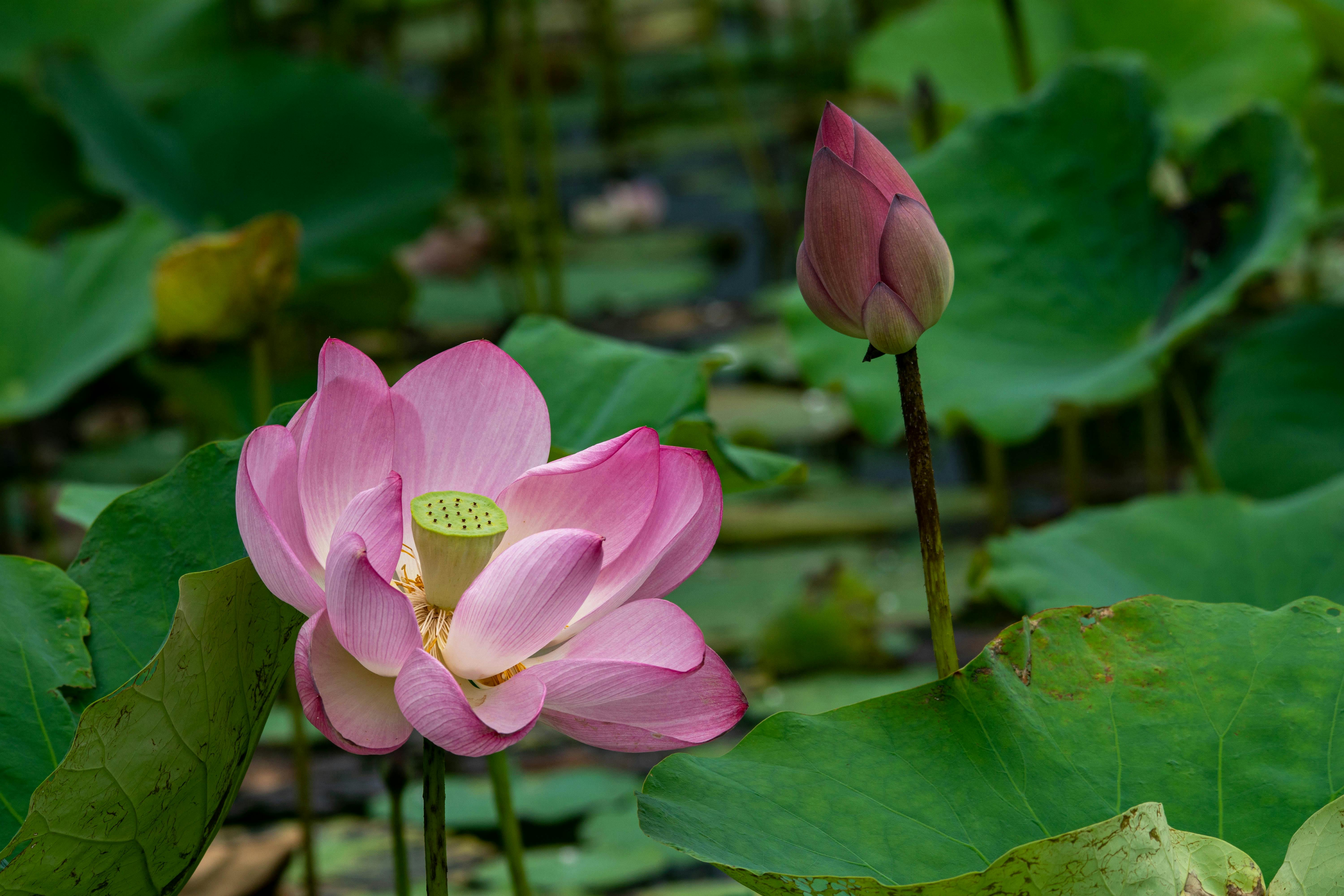 Budding Photos, Download The BEST Free Budding Stock Photos & HD Images