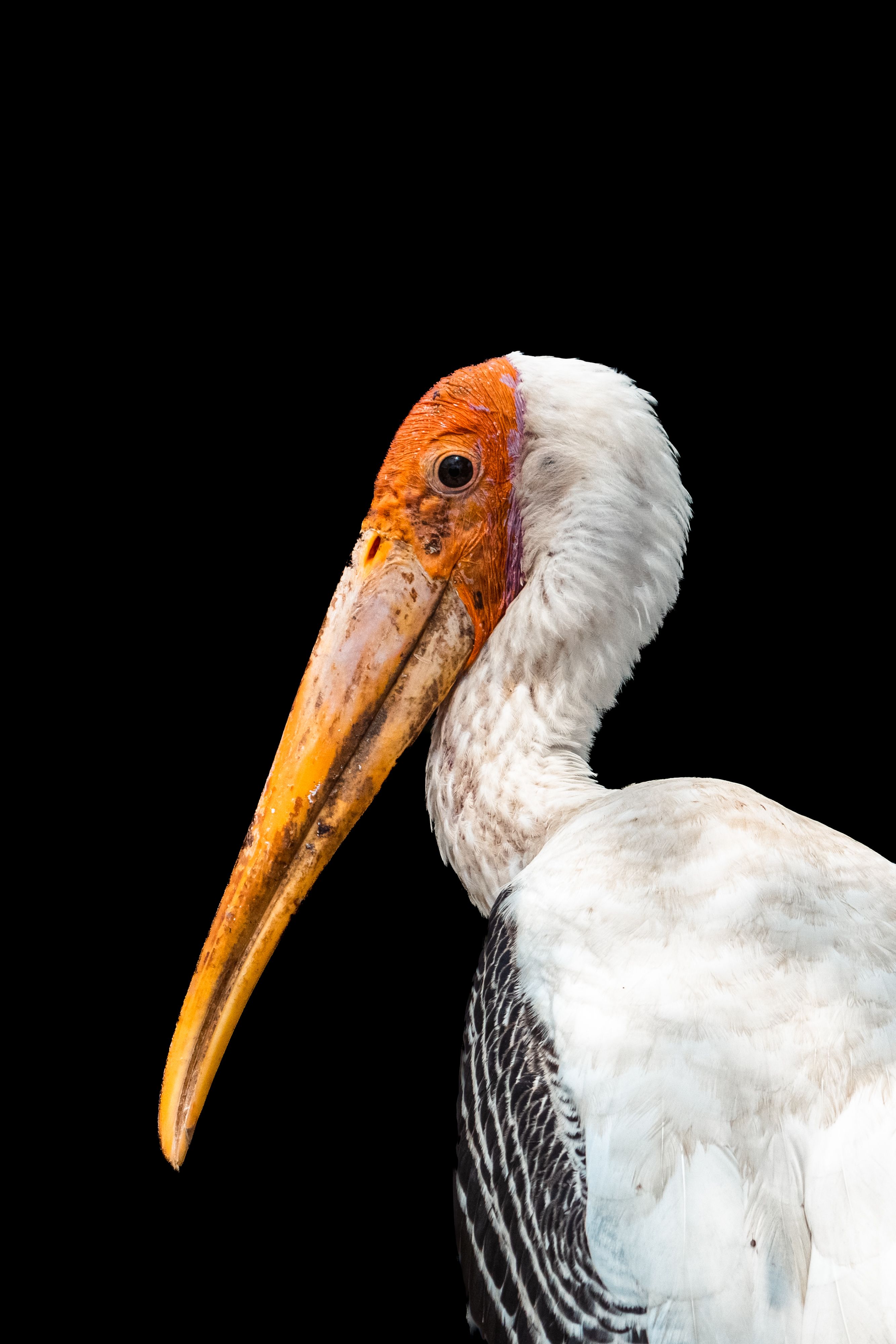 Portrait of Painted Stork · Free Stock Photo