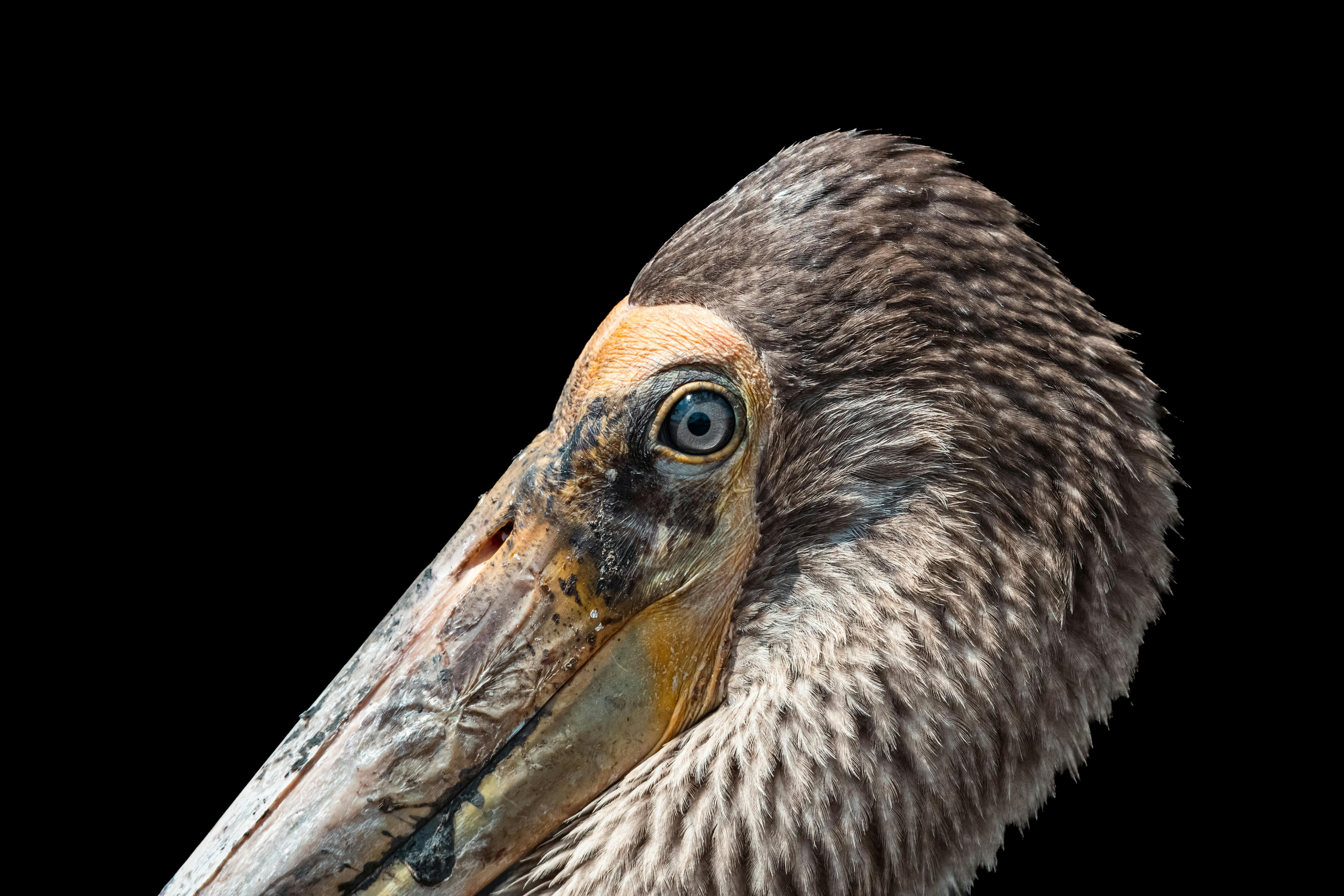 Close up of Bird Head · Free Stock Photo