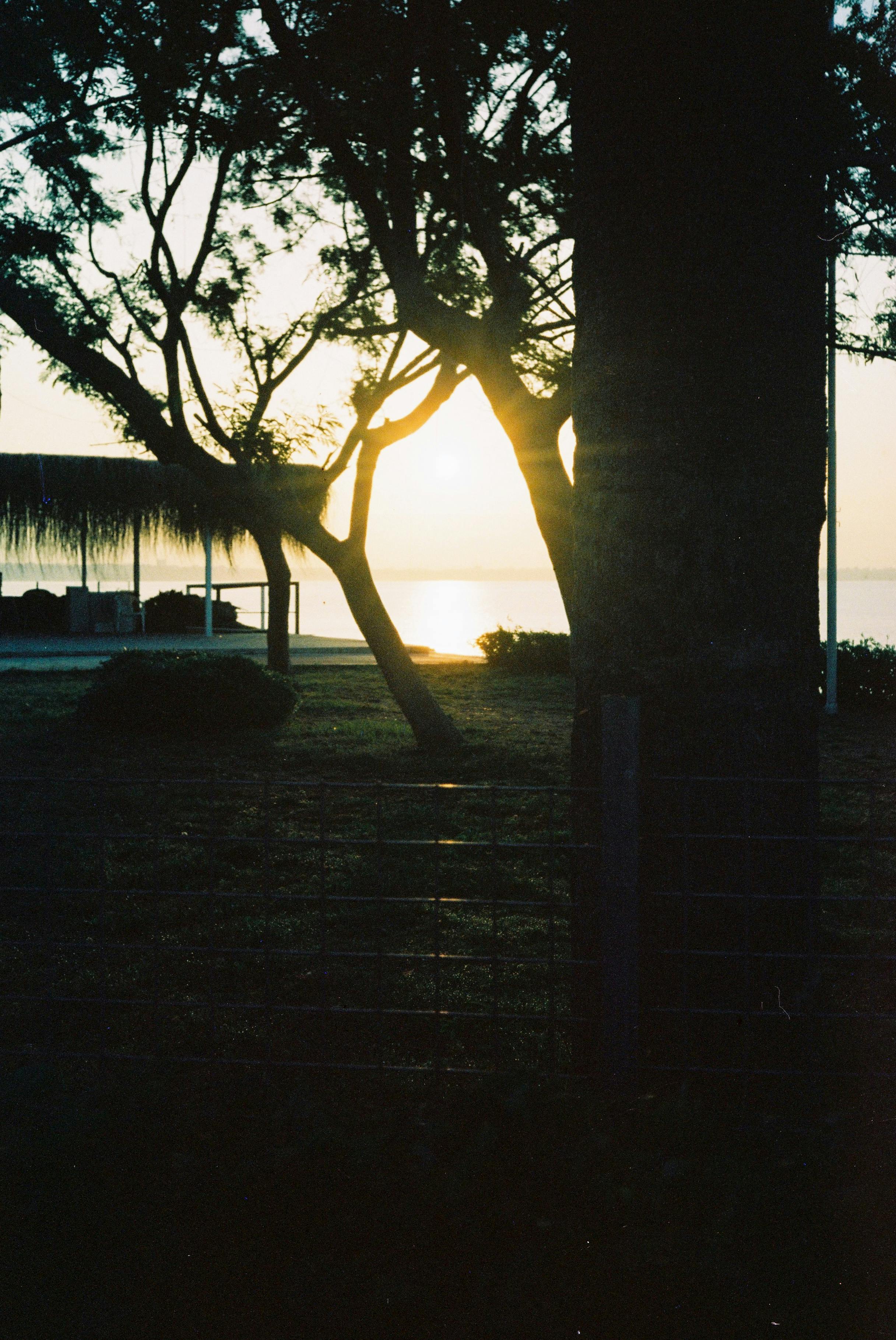 Sunset Tree Photos, Download The BEST Free Sunset Tree Stock Photos ...