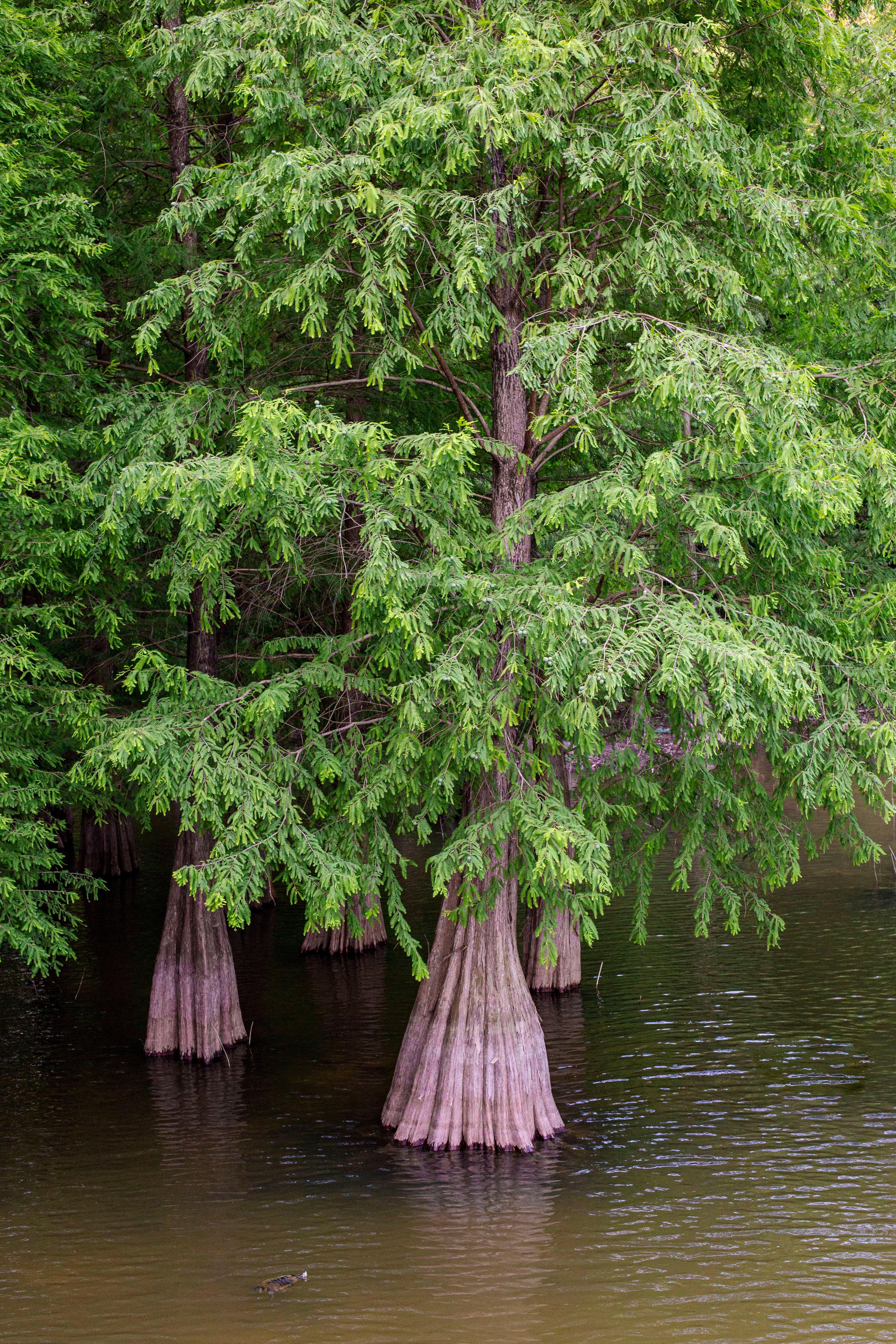 Forest of Swamp Cypress · Free Stock Photo