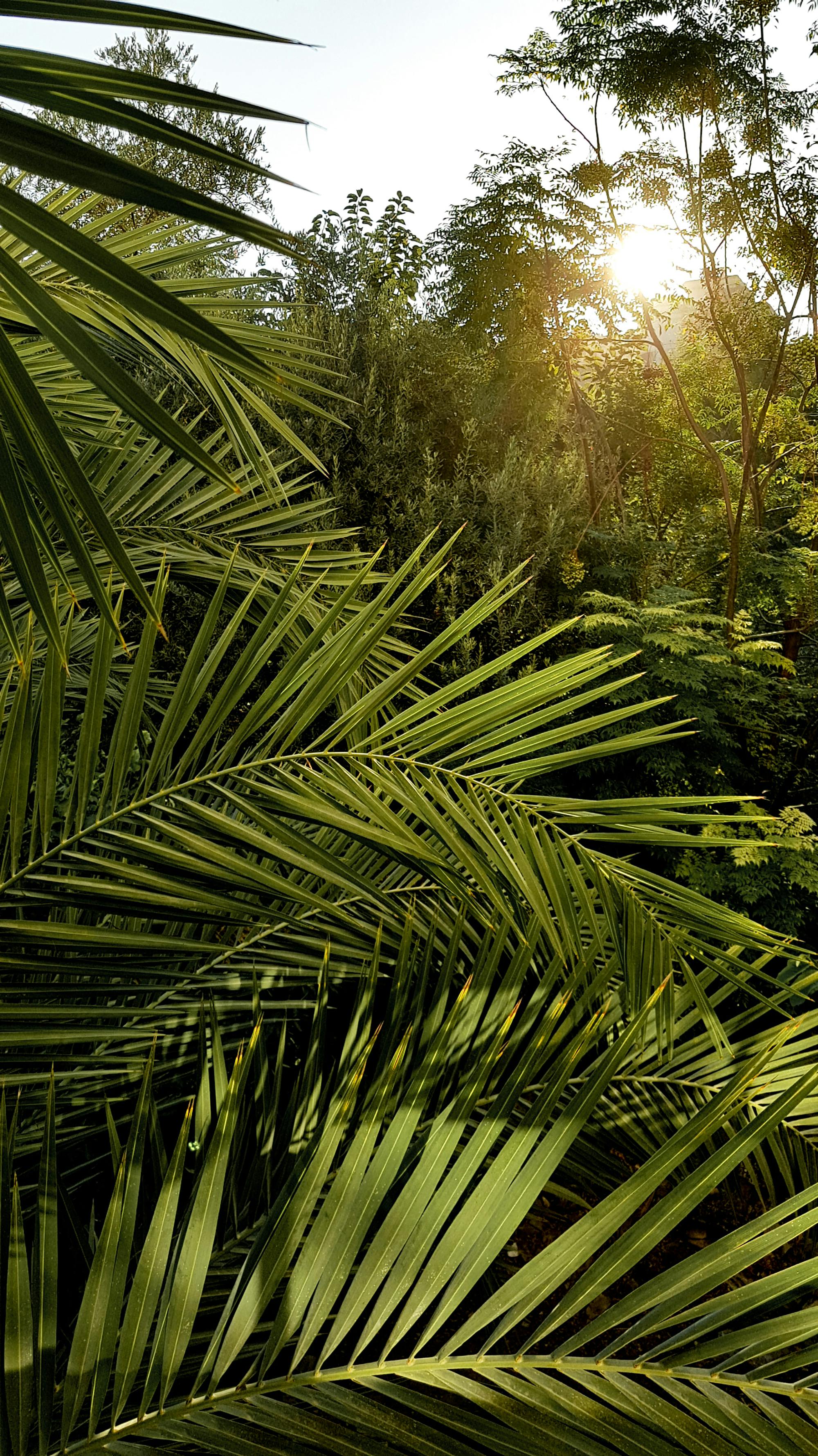 Forest Sunset Photos, Download The BEST Free Forest Sunset Stock Photos ...