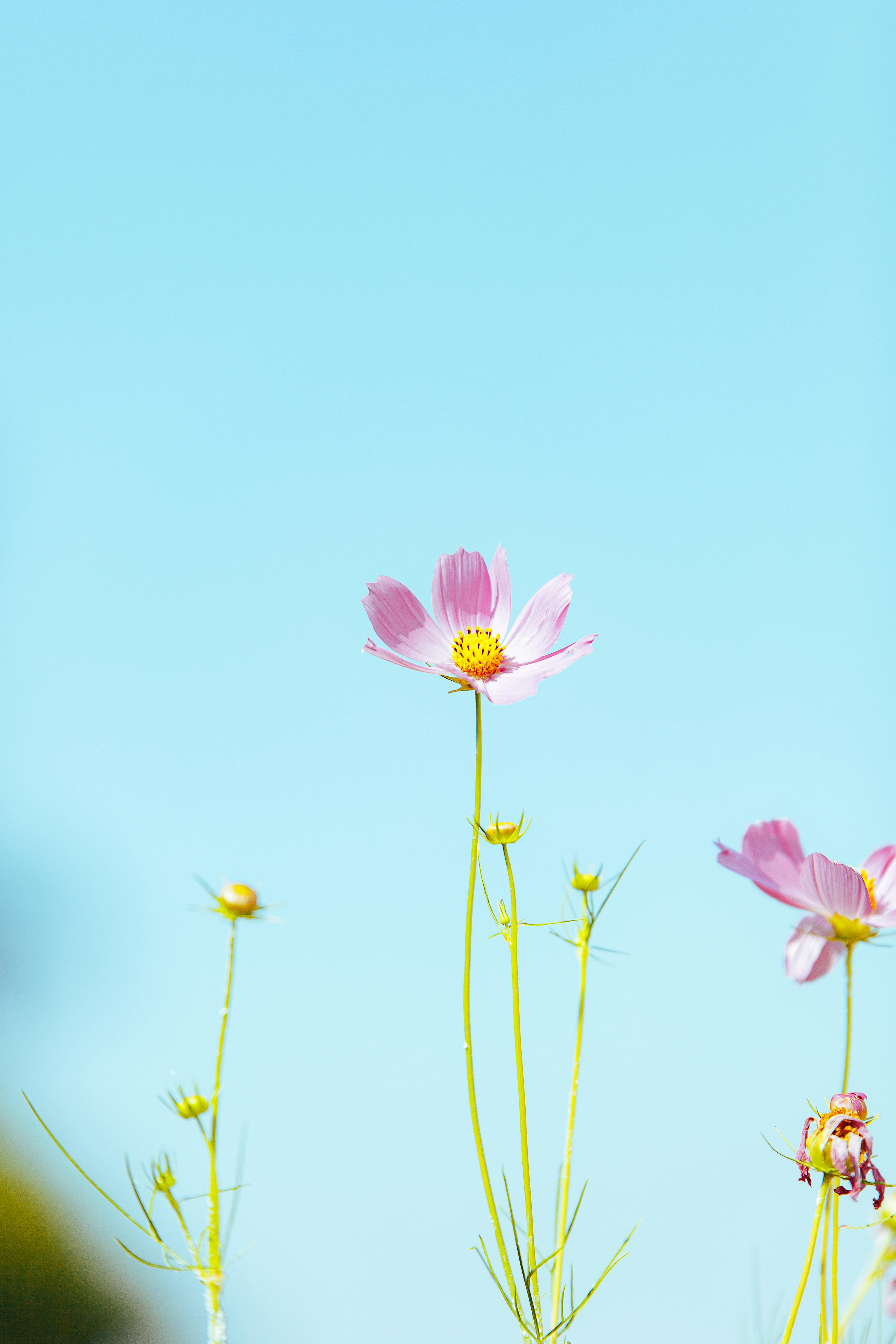Blooming Delicate Flowers · Free Stock Photo