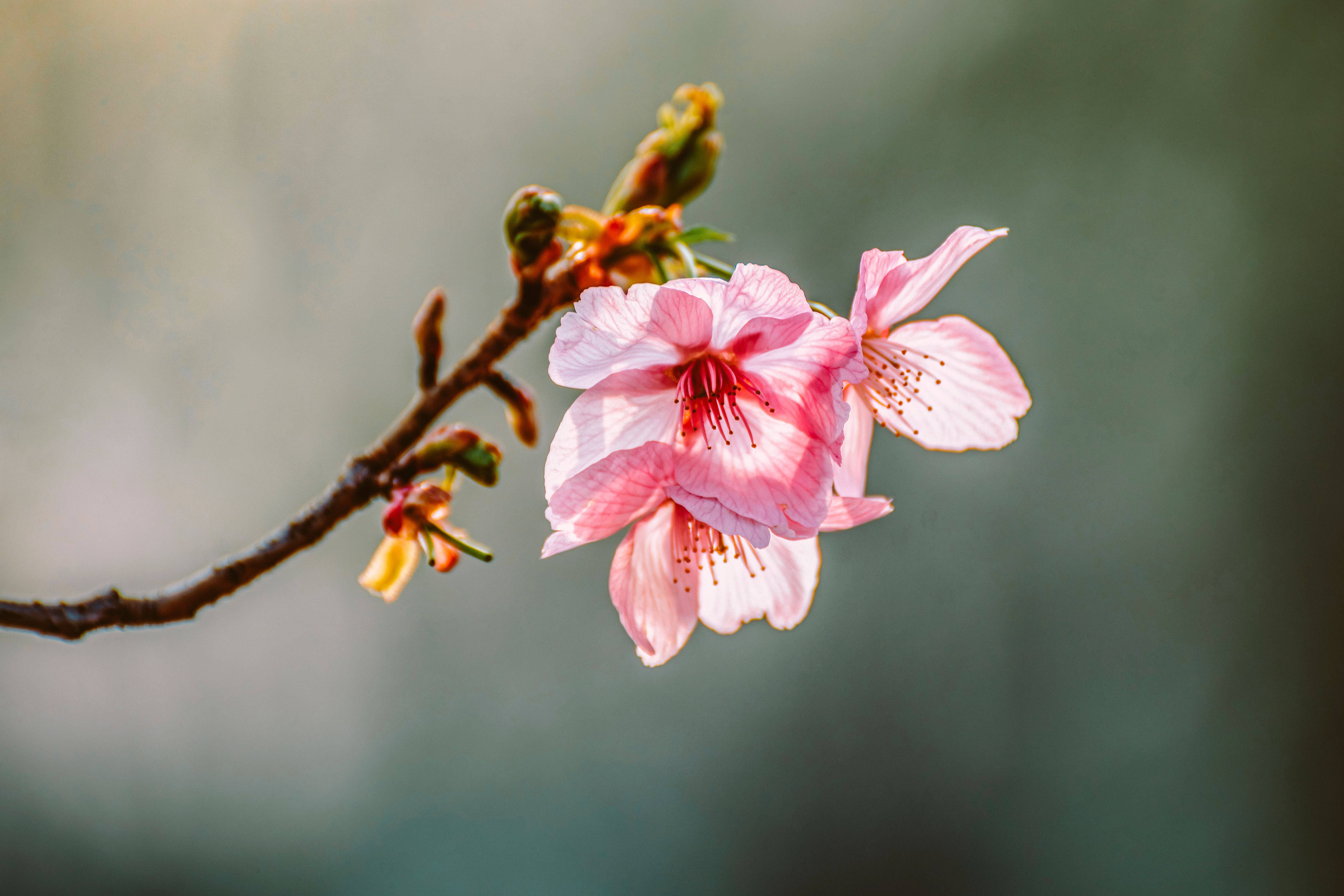 Spring Season Photos, Download The BEST Free Spring Season Stock Photos ...