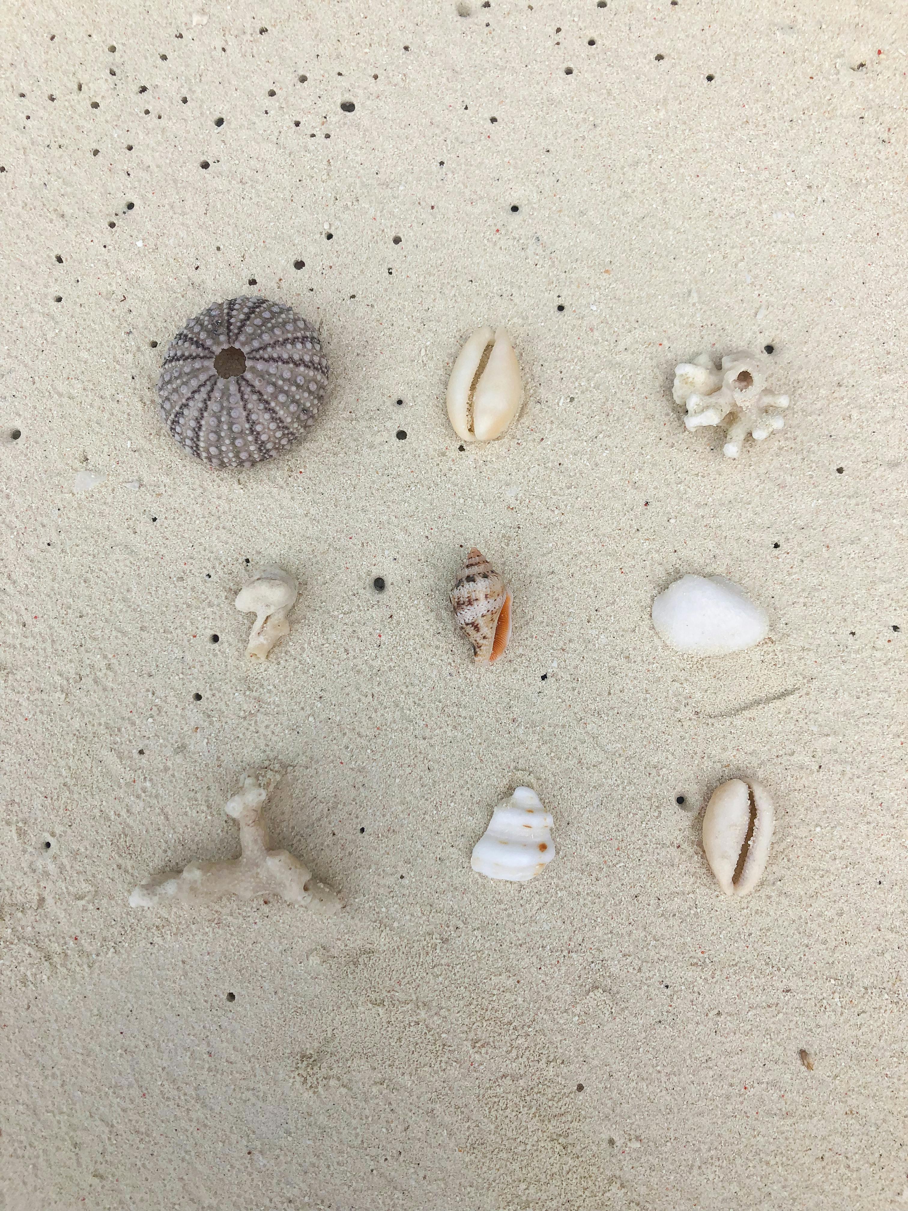 Shells on Beach · Free Stock Photo