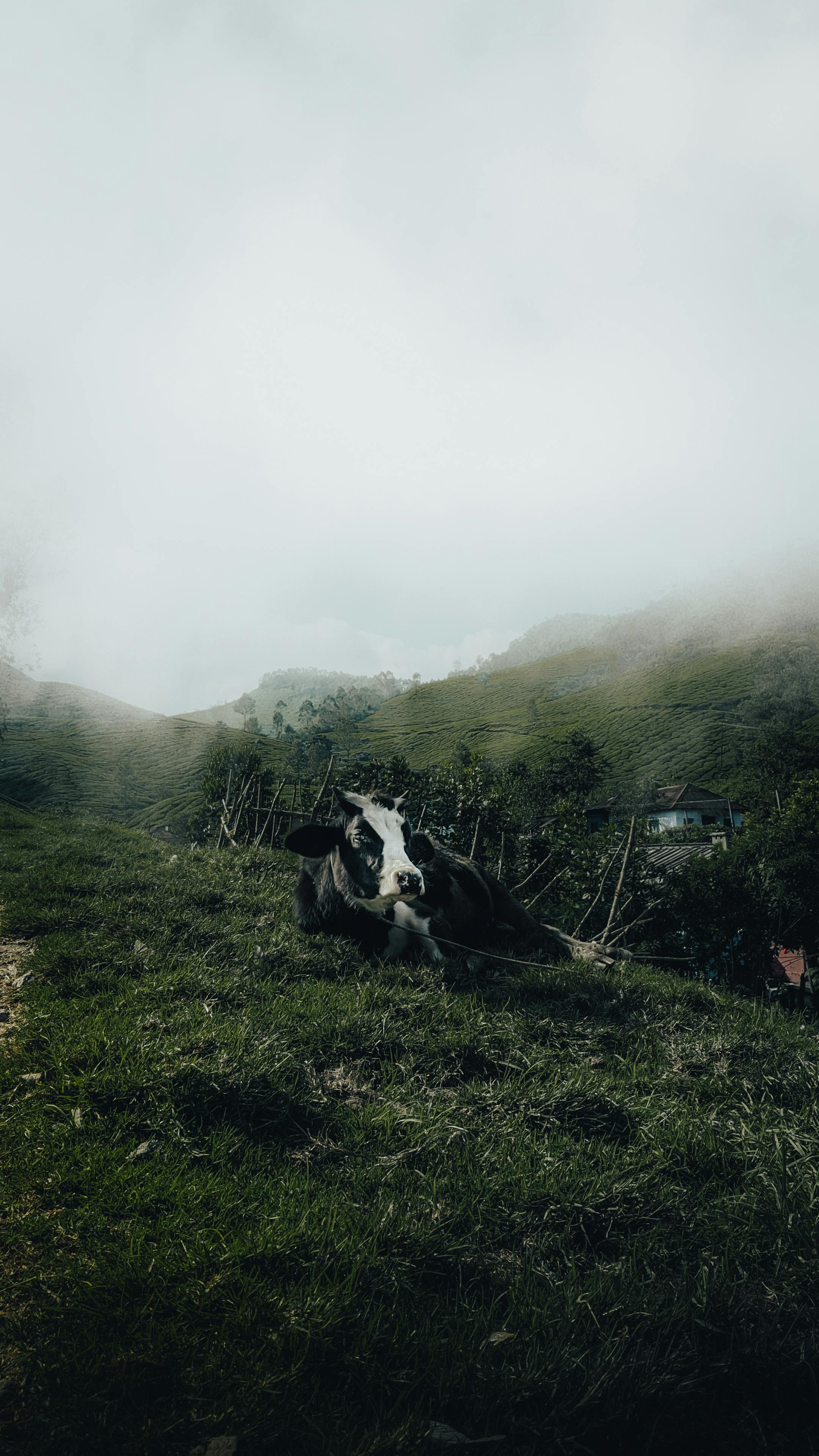 Two White Goats Standing on a Foggy Pasture · Free Stock Photo