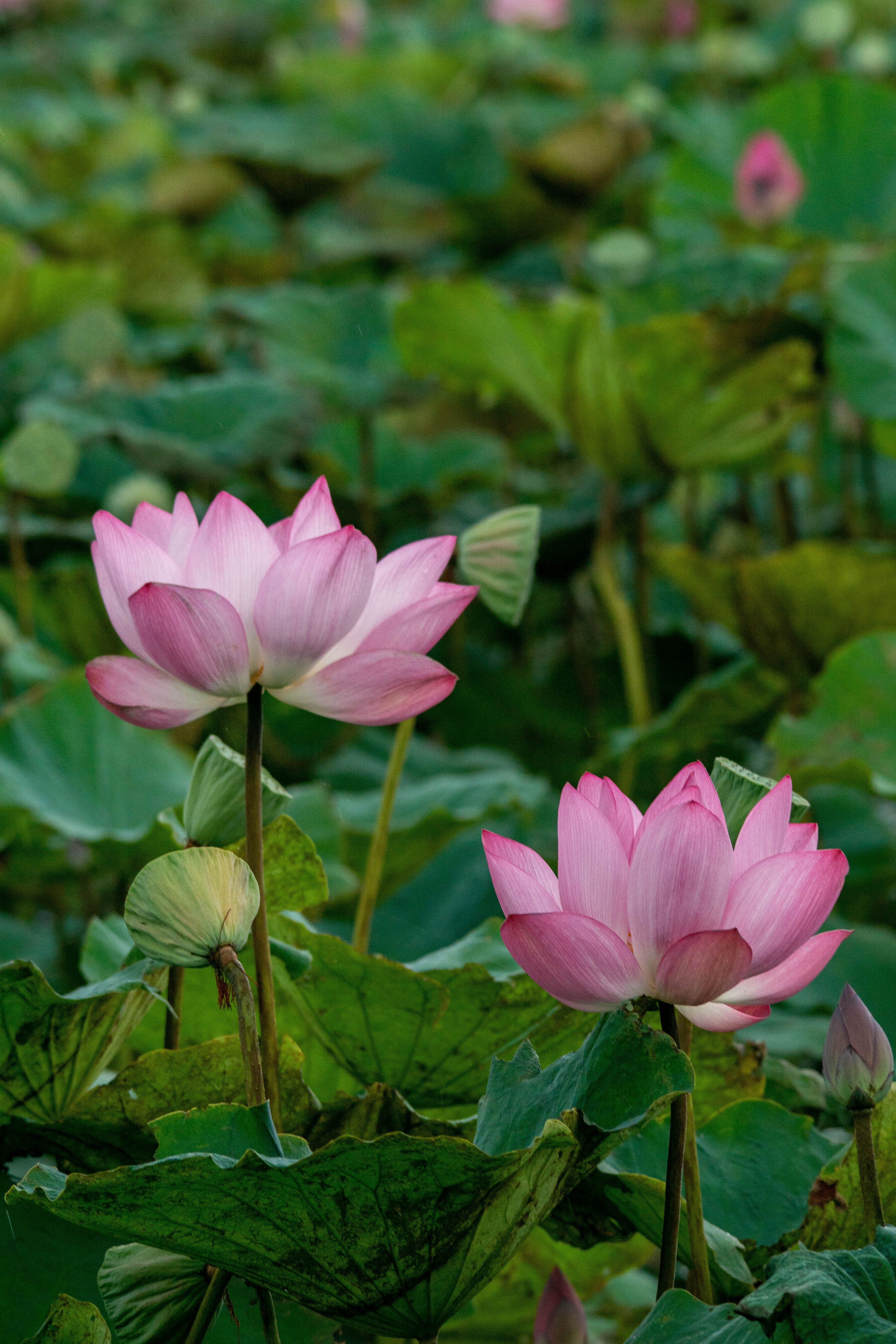 Lotuses Flowers Photos, Download The BEST Free Lotuses Flowers Stock ...