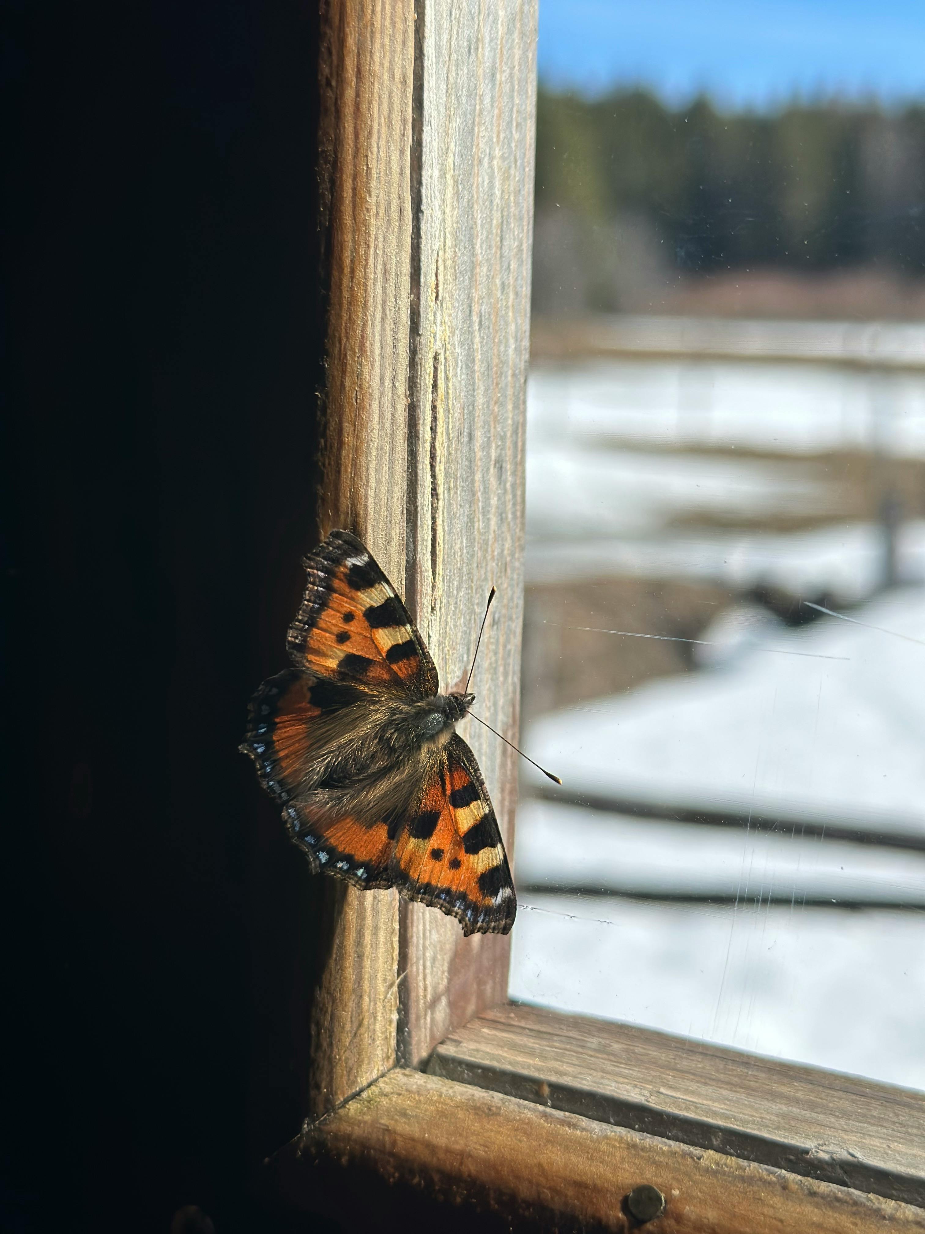 High Resolution Insect Photos, Download The BEST Free High Resolution ...