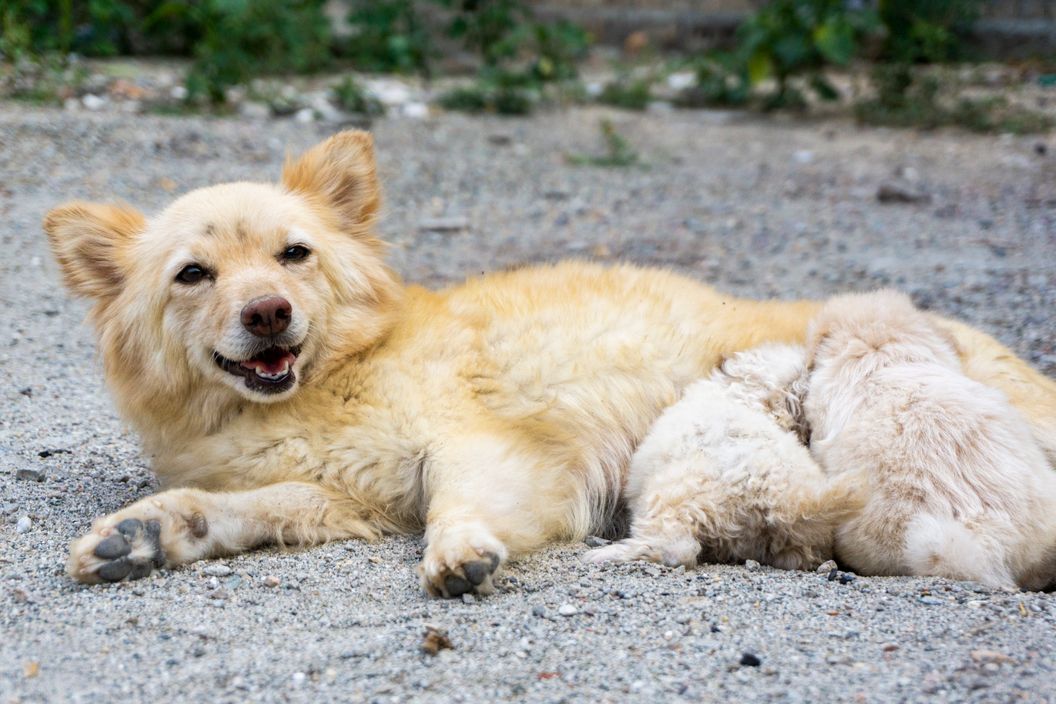 Meet the Merle Chiweenie: Breed Characteristics and Care