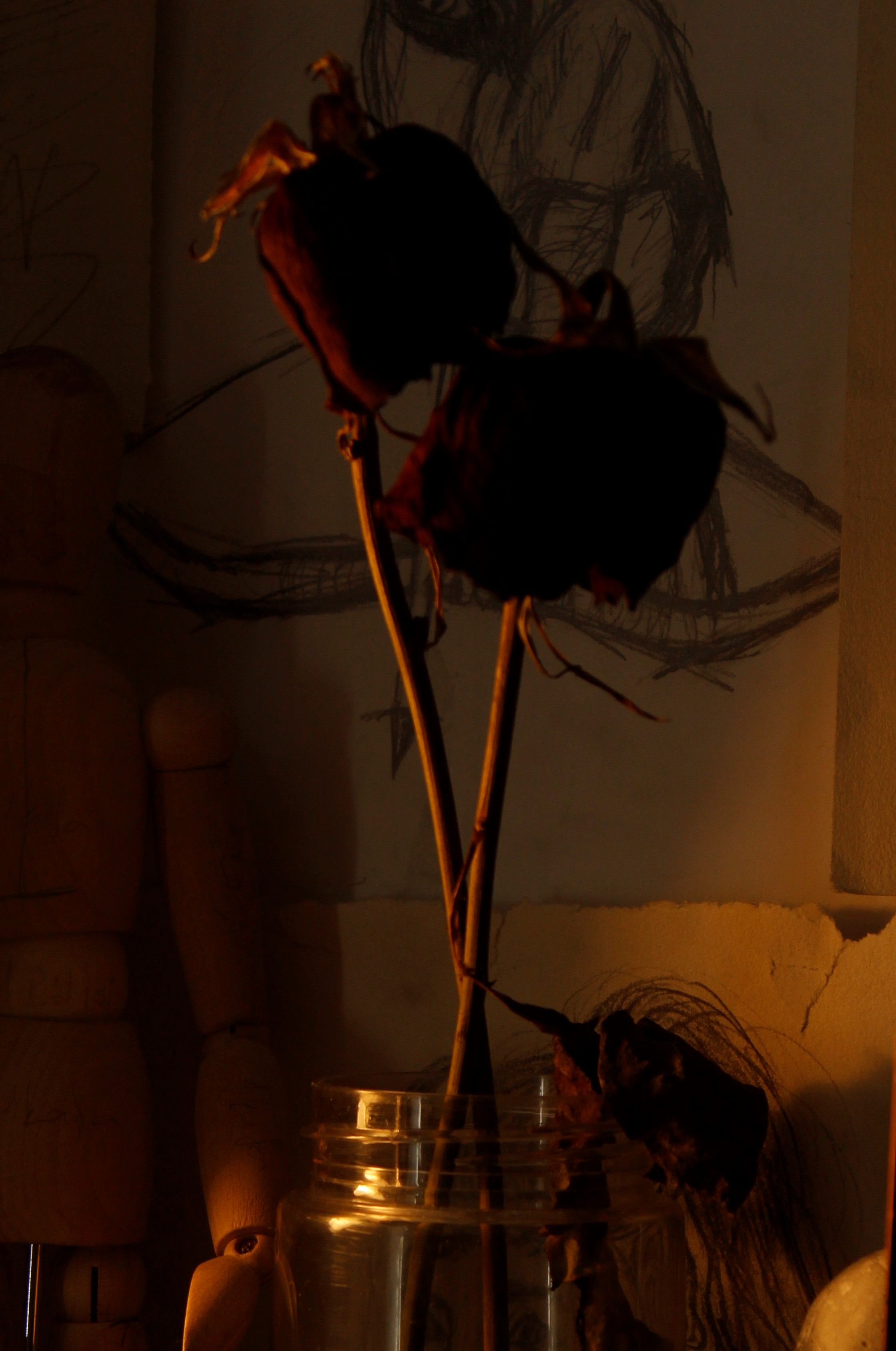 Withered Roses in Golden Light · Free Stock Photo