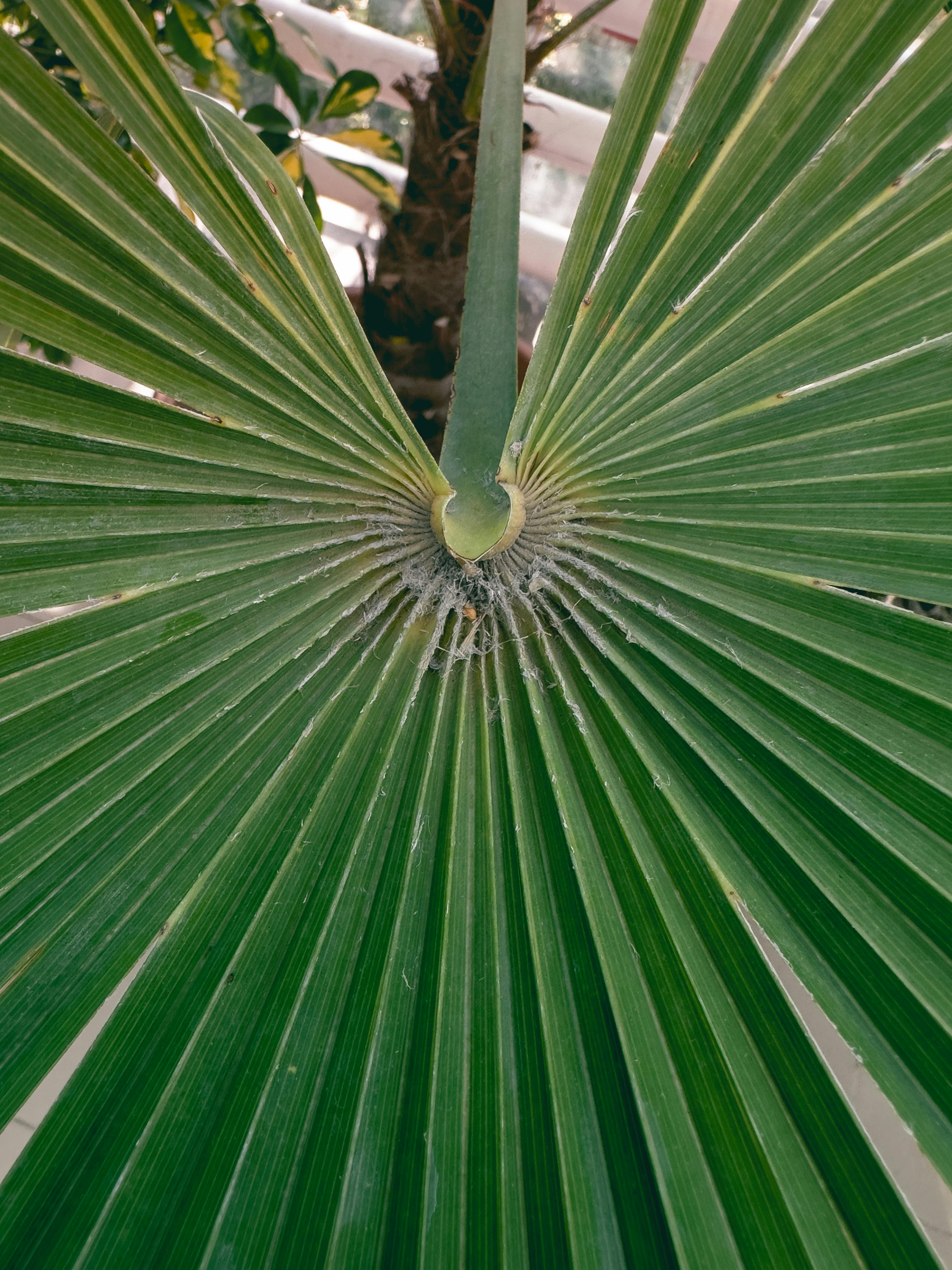 Close-up Photo of Fan Palm Leaf · Free Stock Photo
