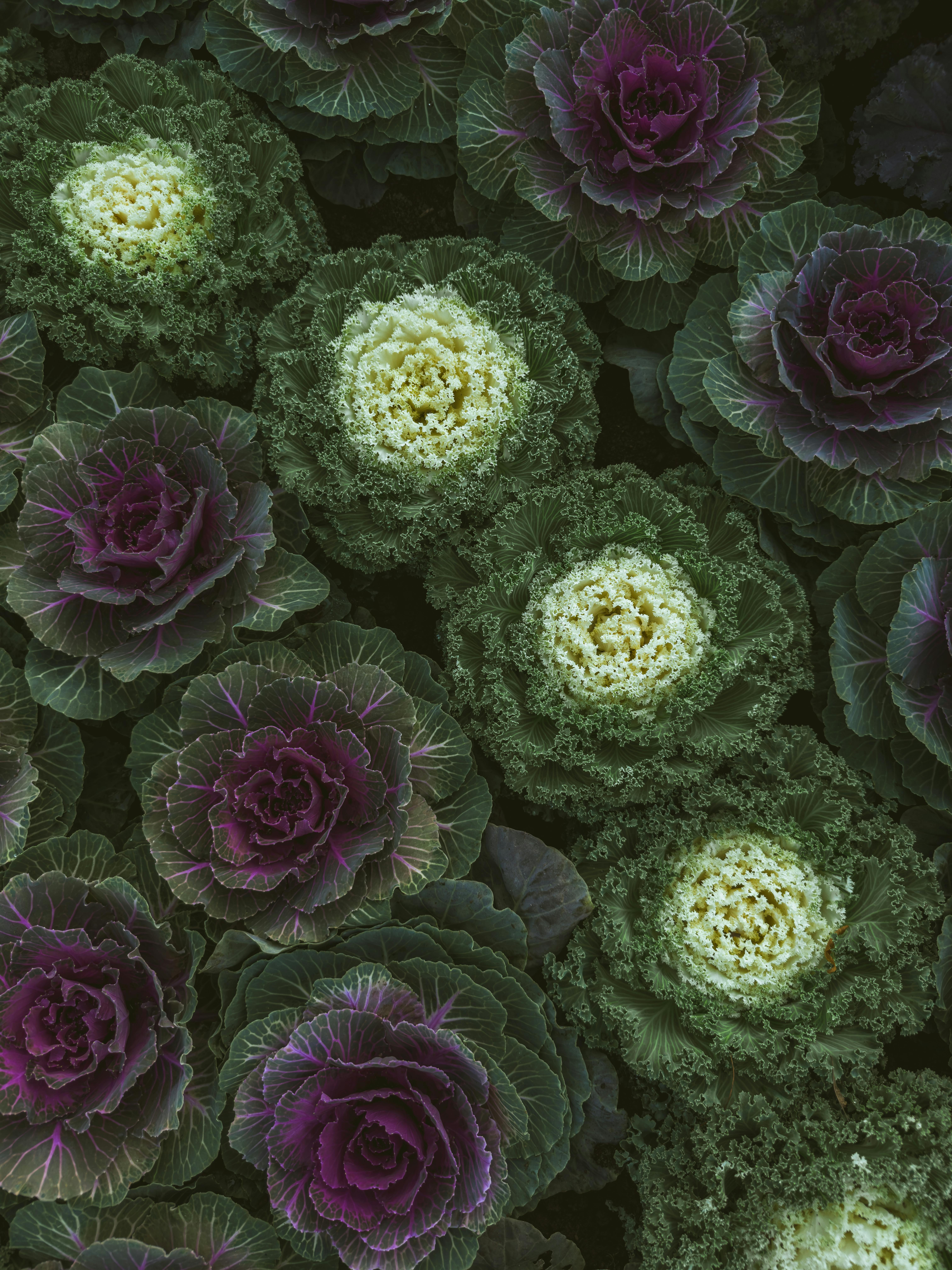 Multi Colored Cabbages · Free Stock Photo