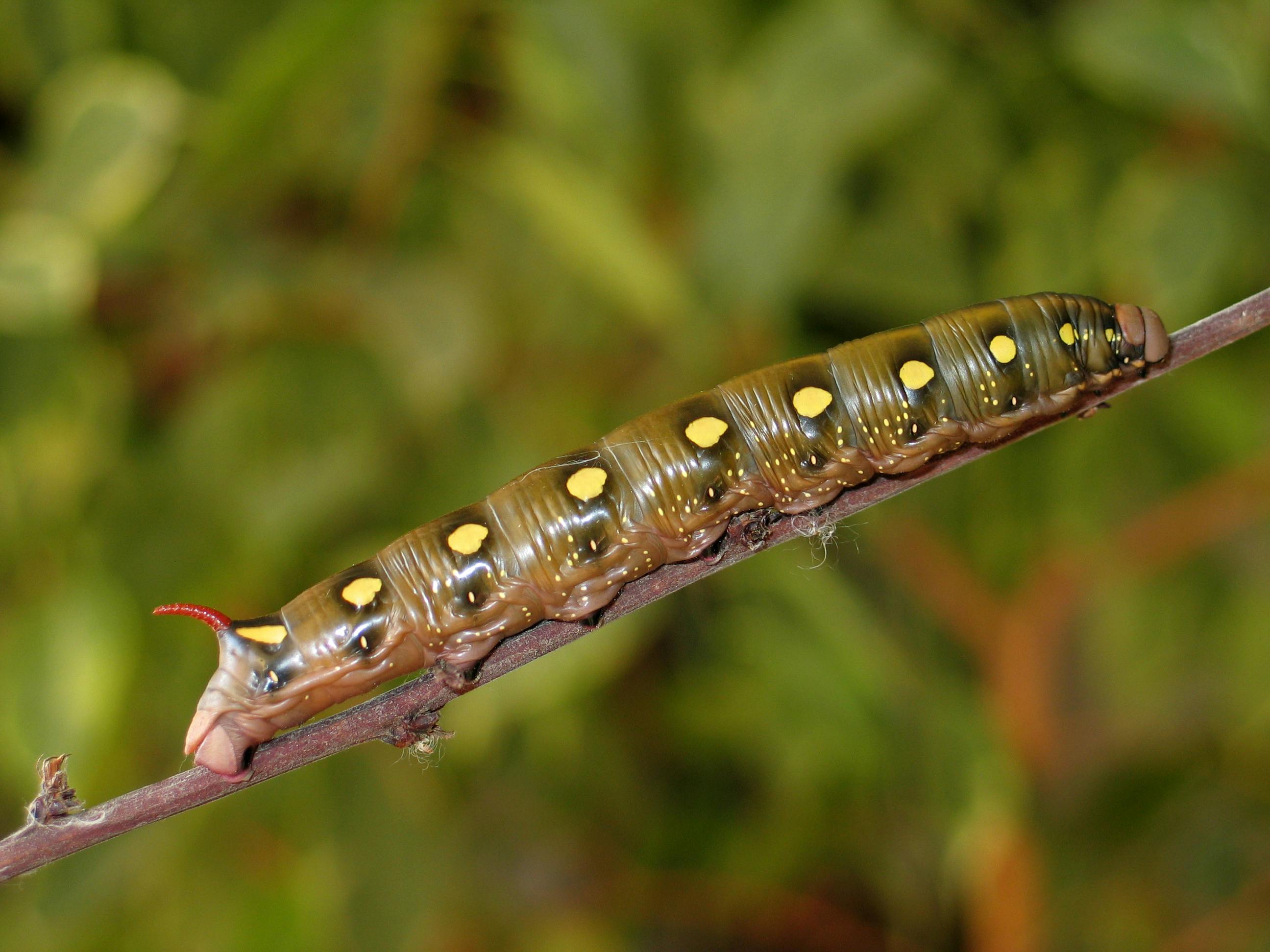Close up of Caterpillar on Branch · Free Stock Photo