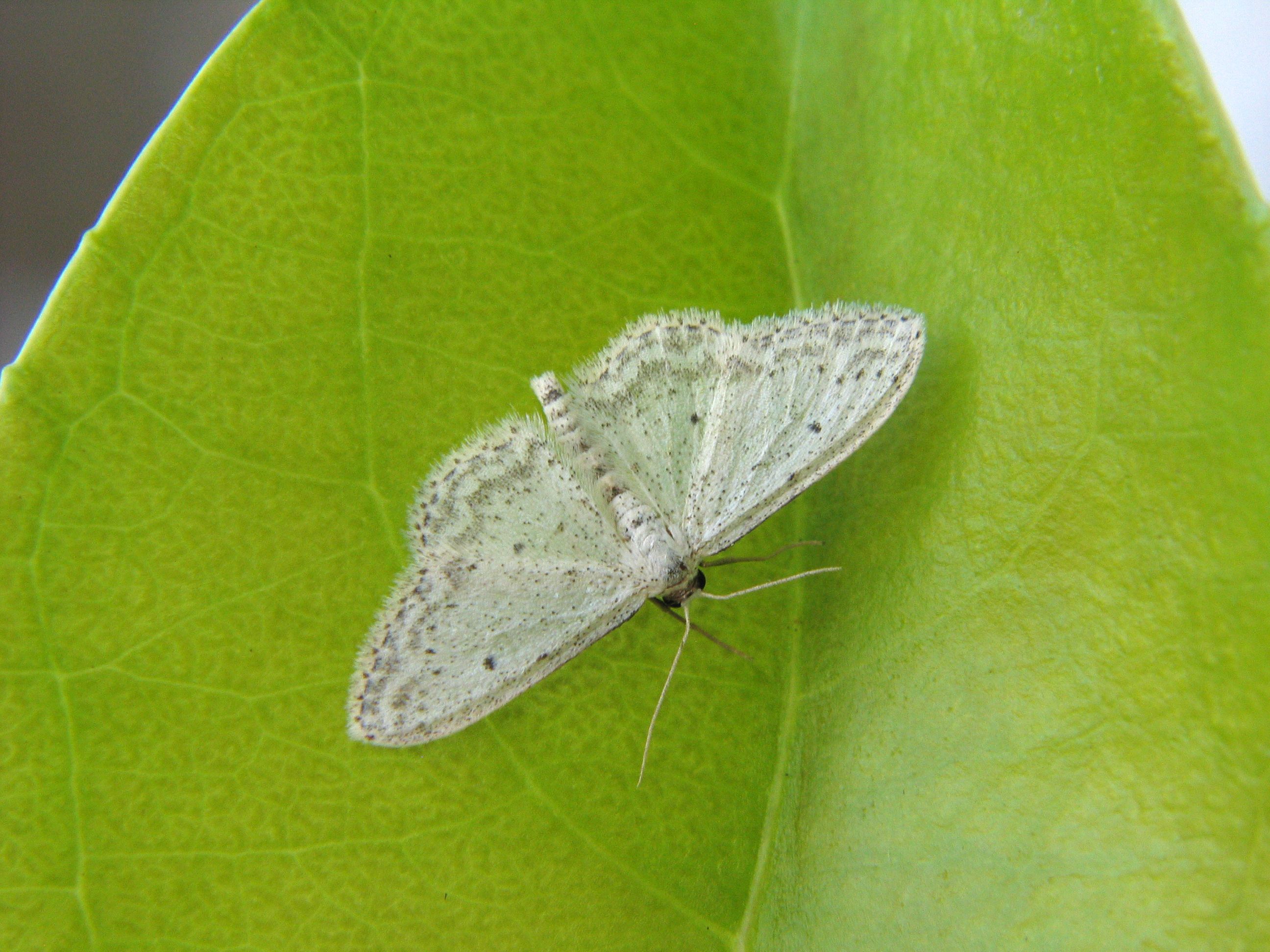 Alembong Plant Photos, Download The BEST Free Alembong Plant Stock ...
