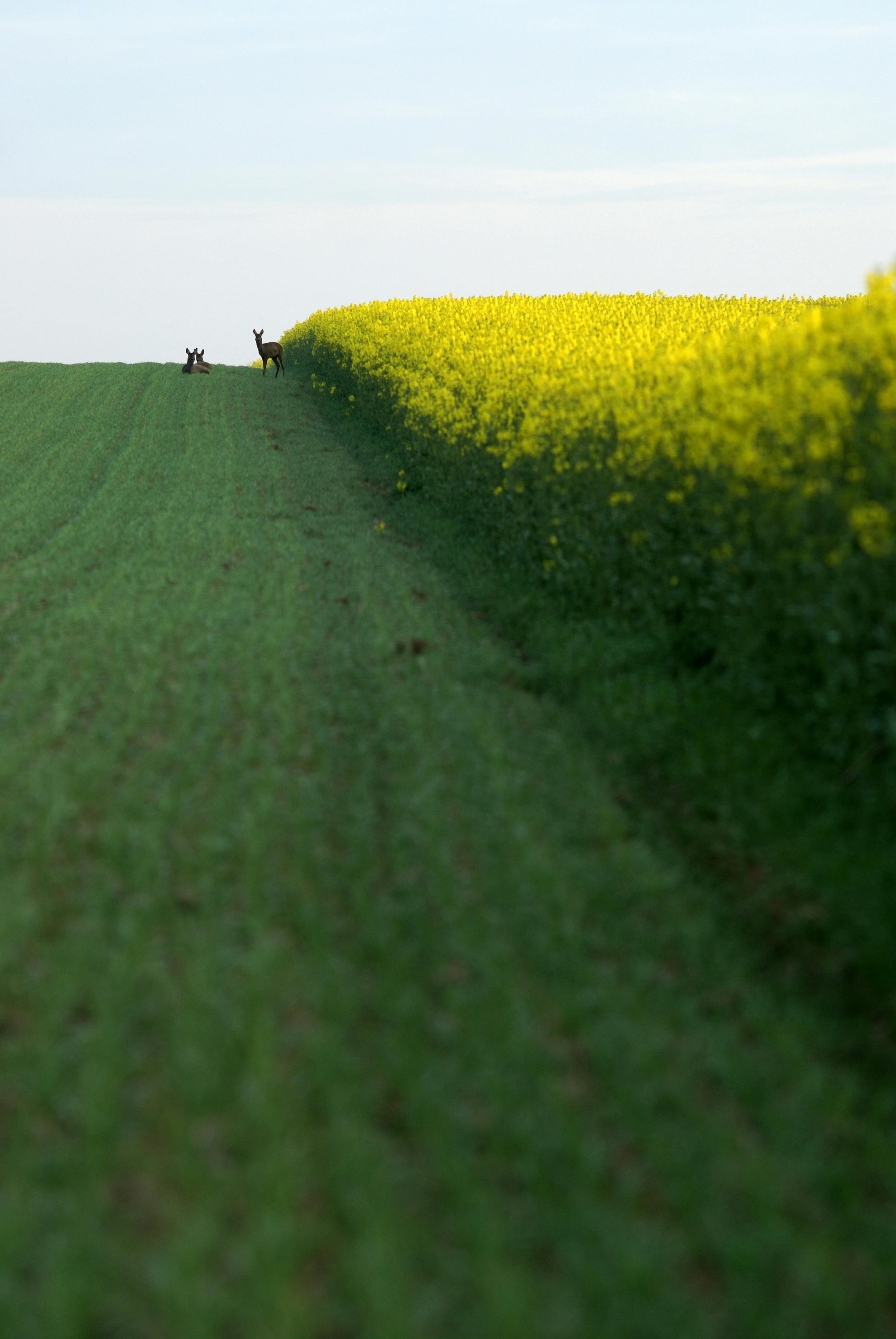 Deer near Rapeseed Field · Free Stock Photo