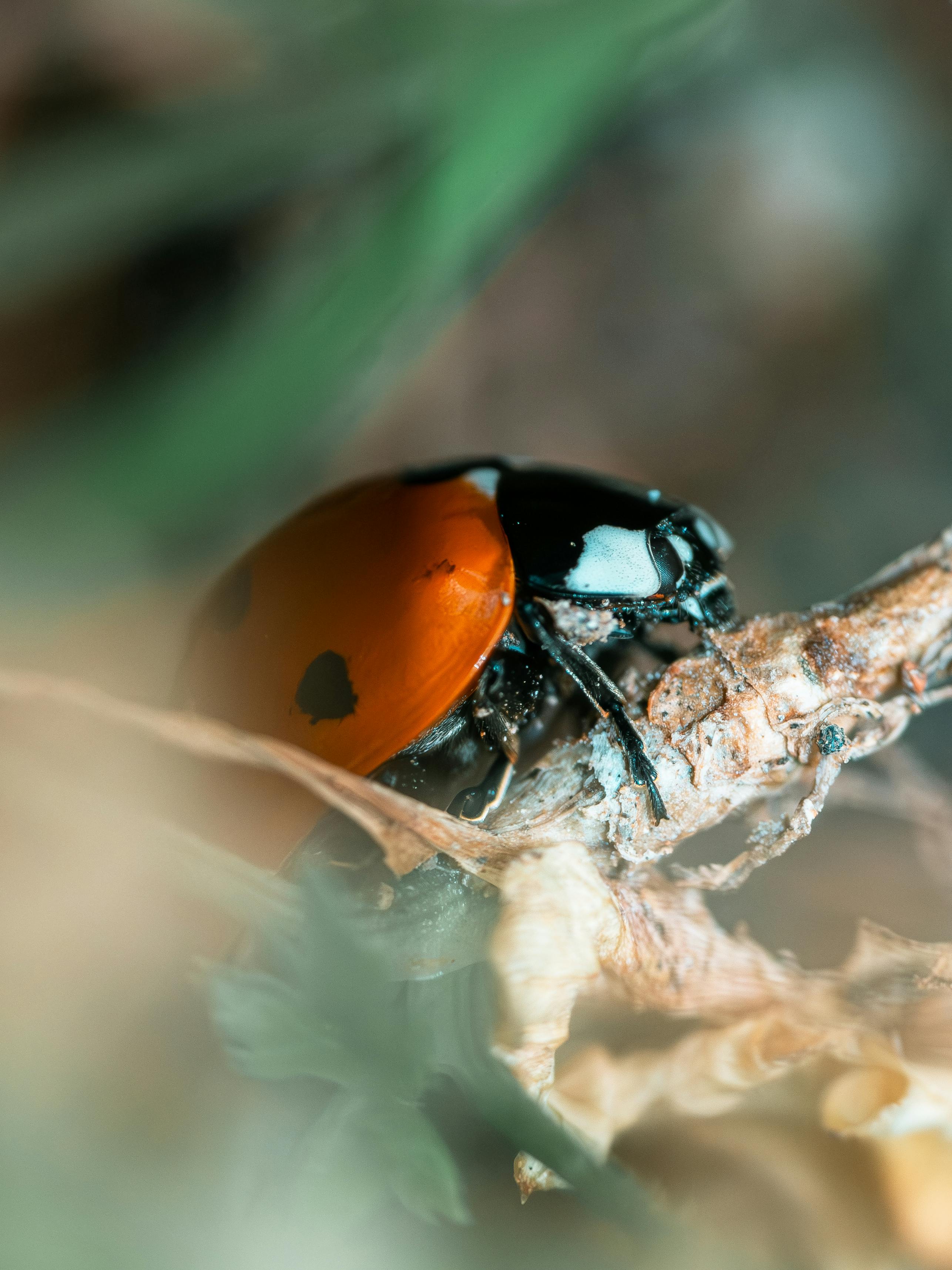 Ladybug in Nature · Free Stock Photo