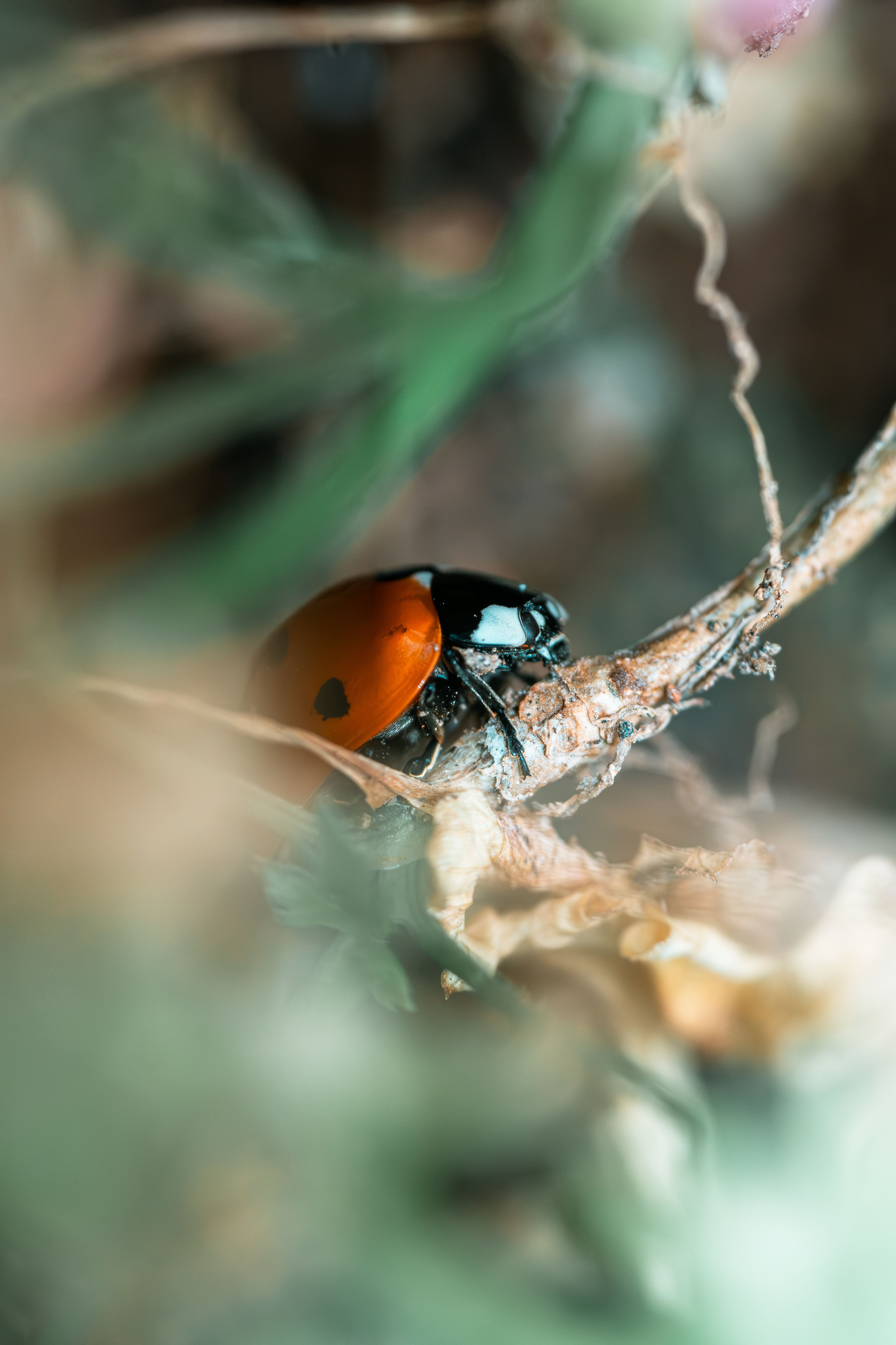 Twig Vanishing Photos, Download The BEST Free Twig Vanishing Stock ...