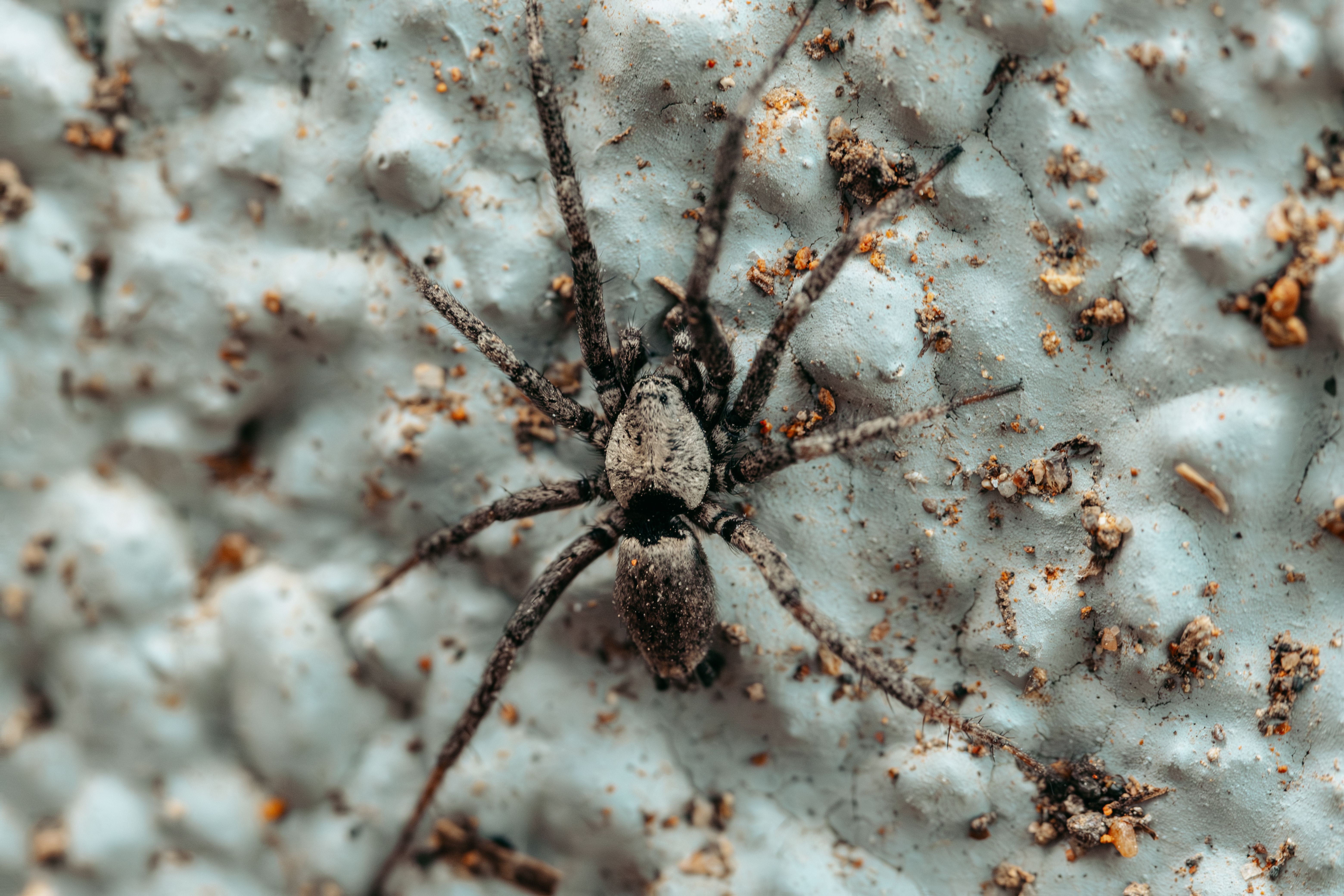 Spider Poop Pictures Photos, Download The BEST Free Spider Poop ...