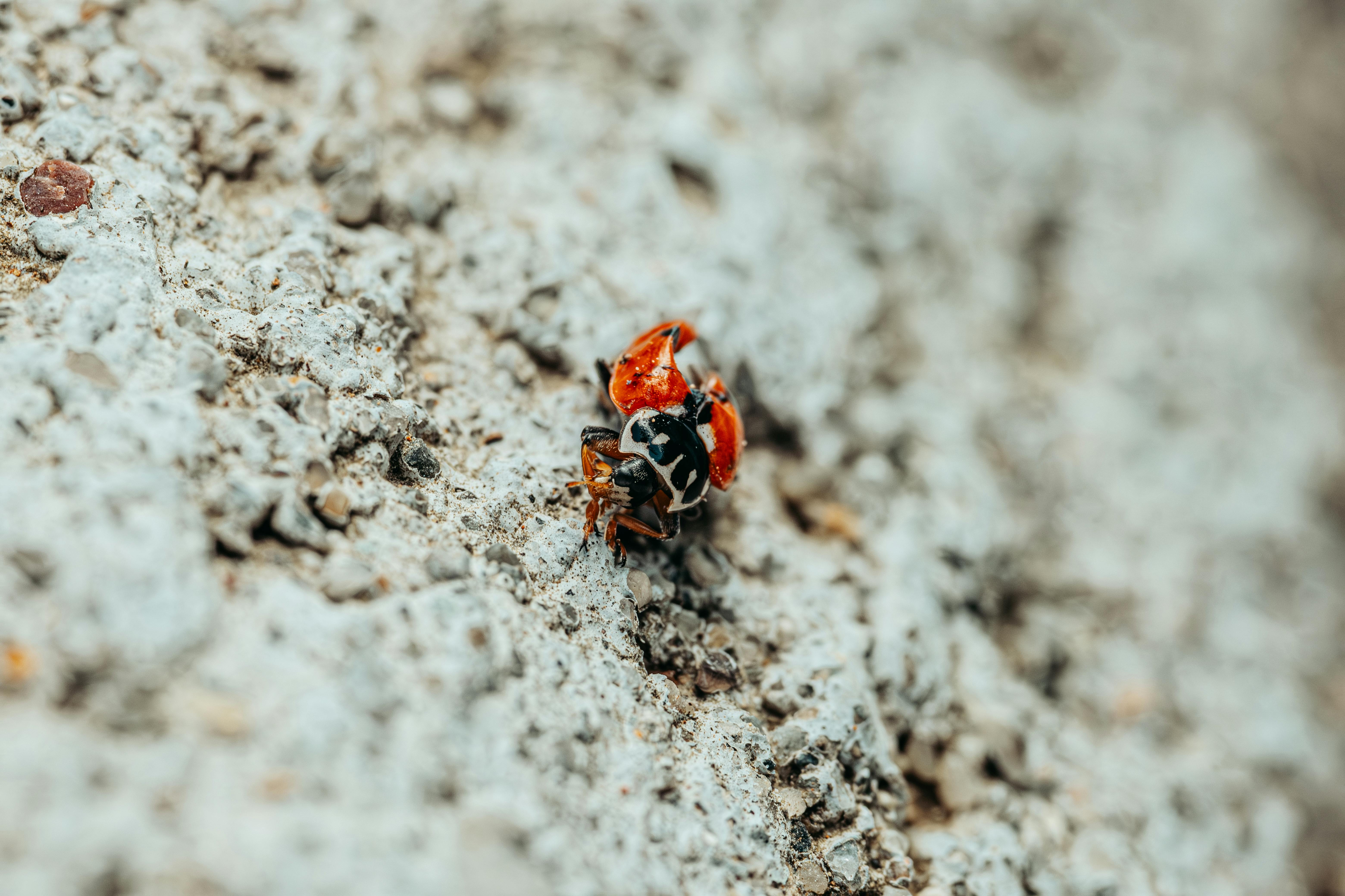 Stomp A Bug Photos, Download The BEST Free Stomp A Bug Stock Photos ...