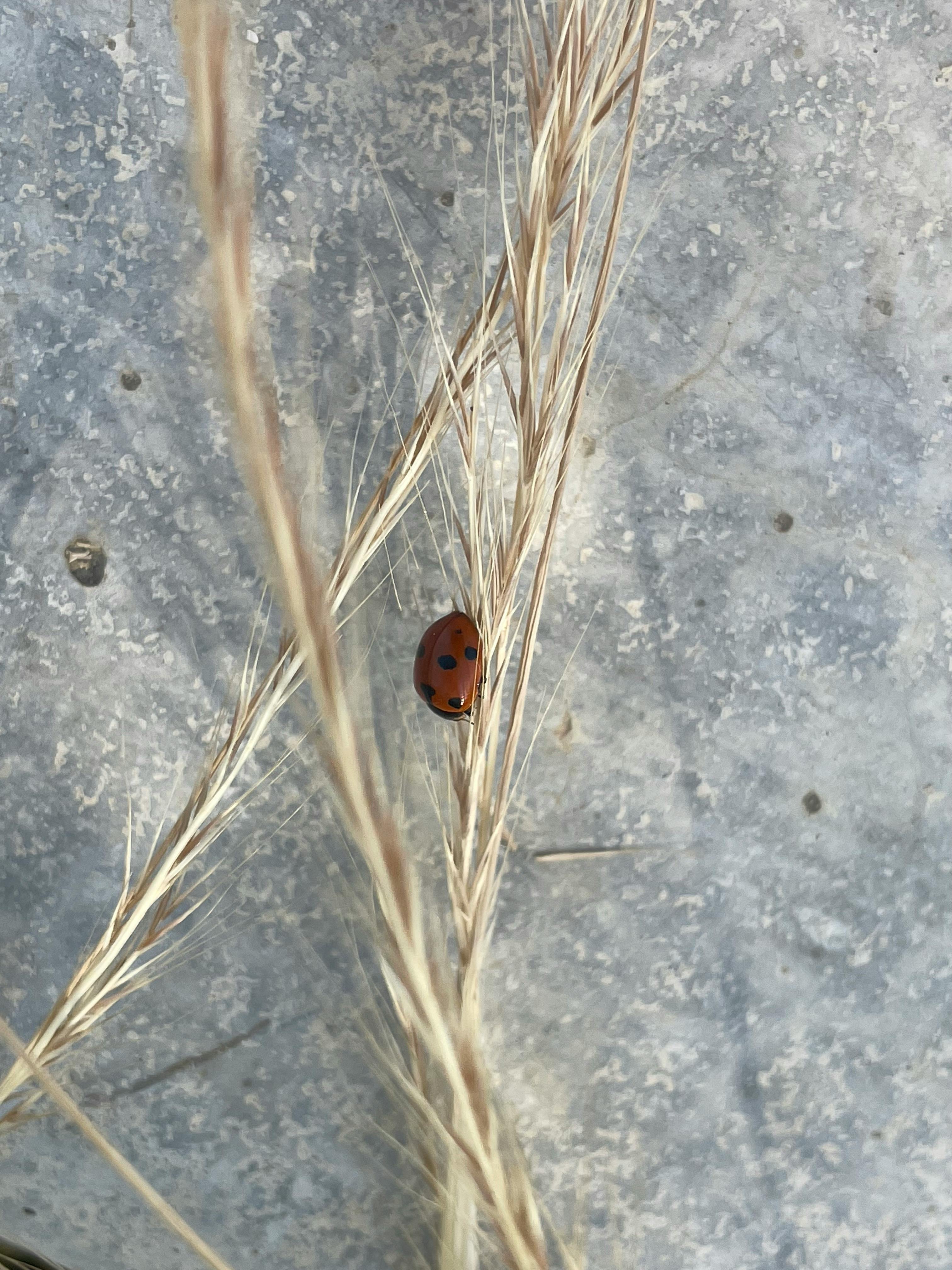 Plugaru Plugaru - Fotografía