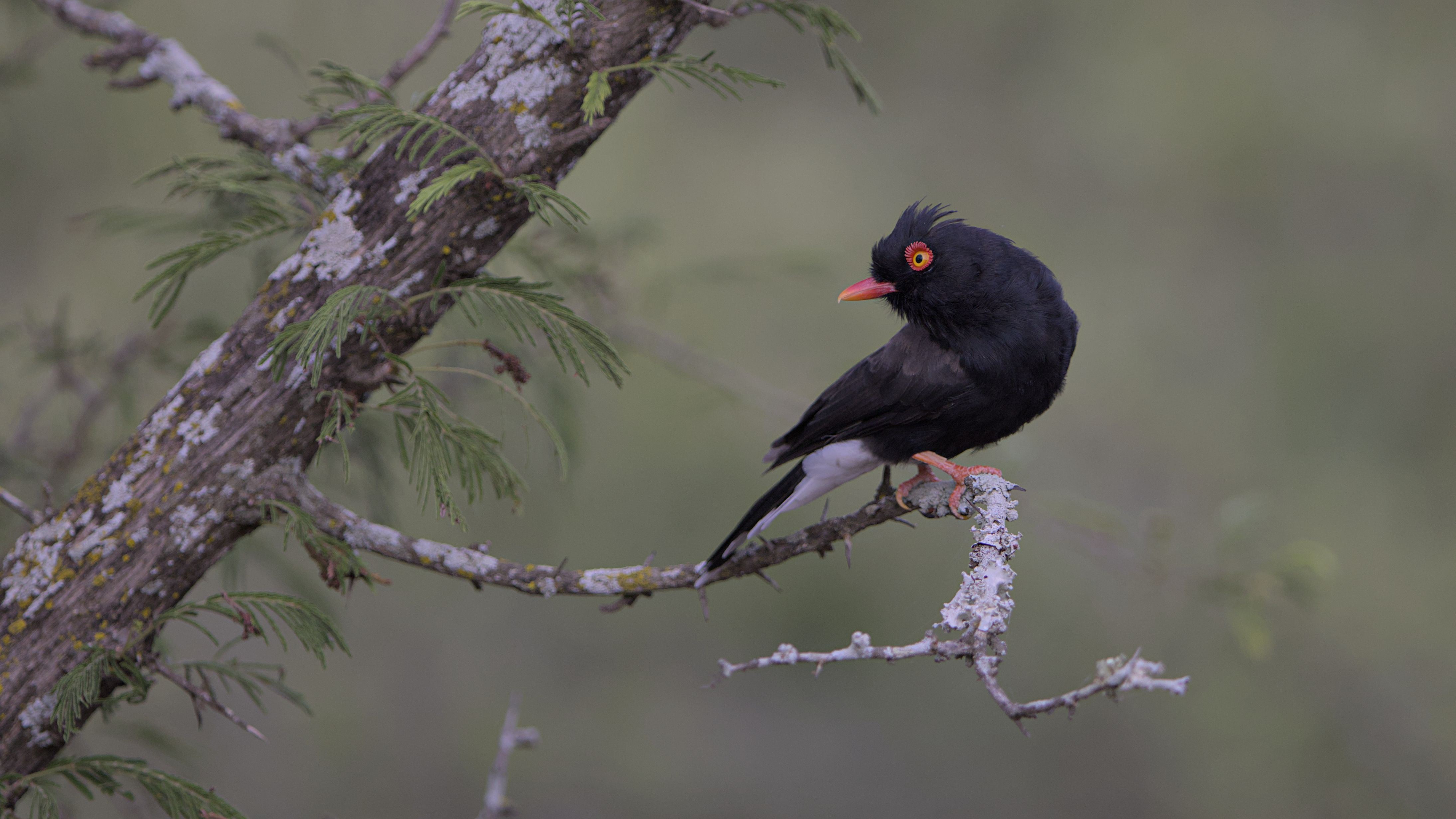 Small Bird on Tree Branch · Free Stock Photo