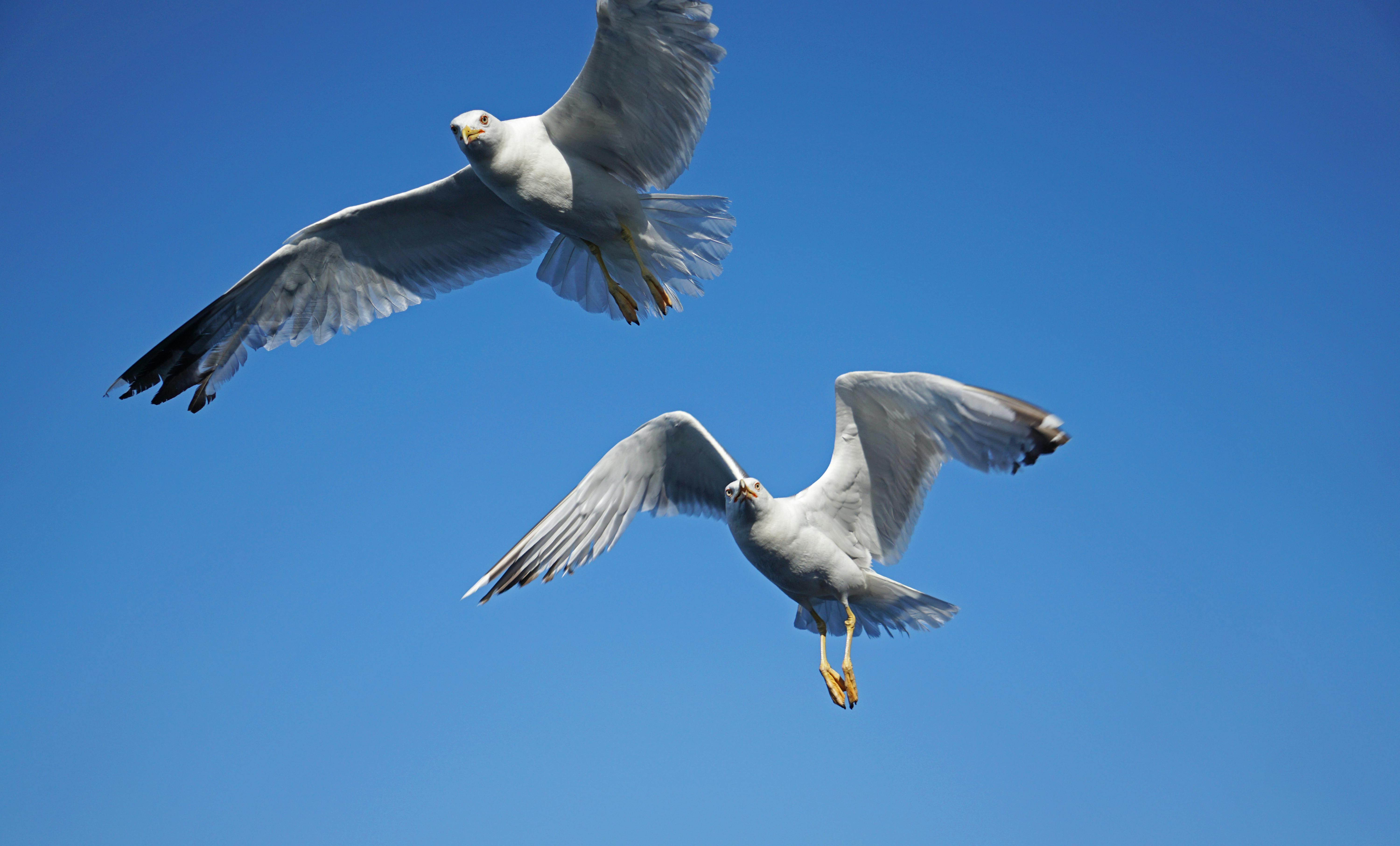 Seagulls Flying on Clear Sky · Free Stock Photo