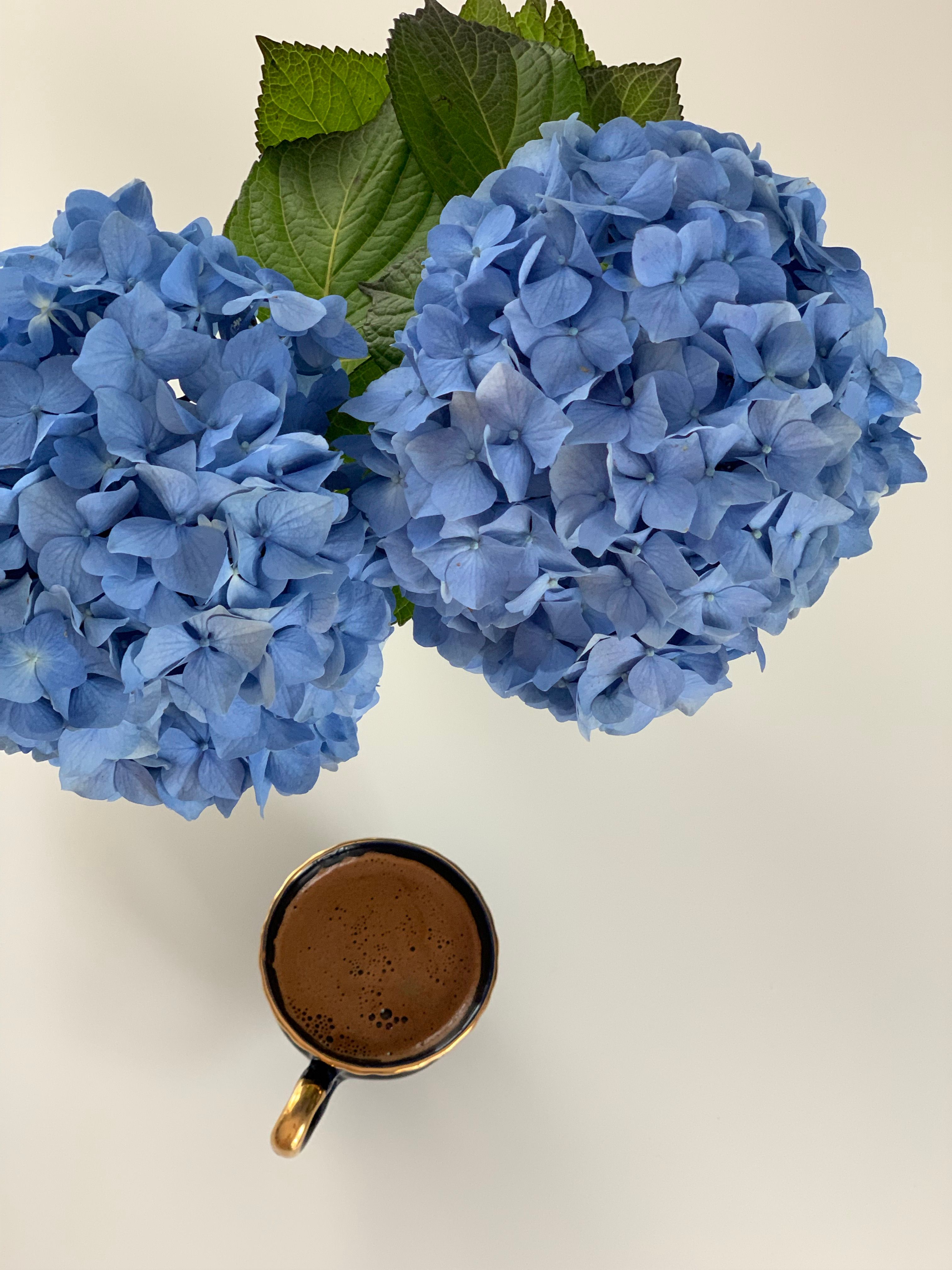 Blue Hydrangea near Coffee Cup · Free Stock Photo