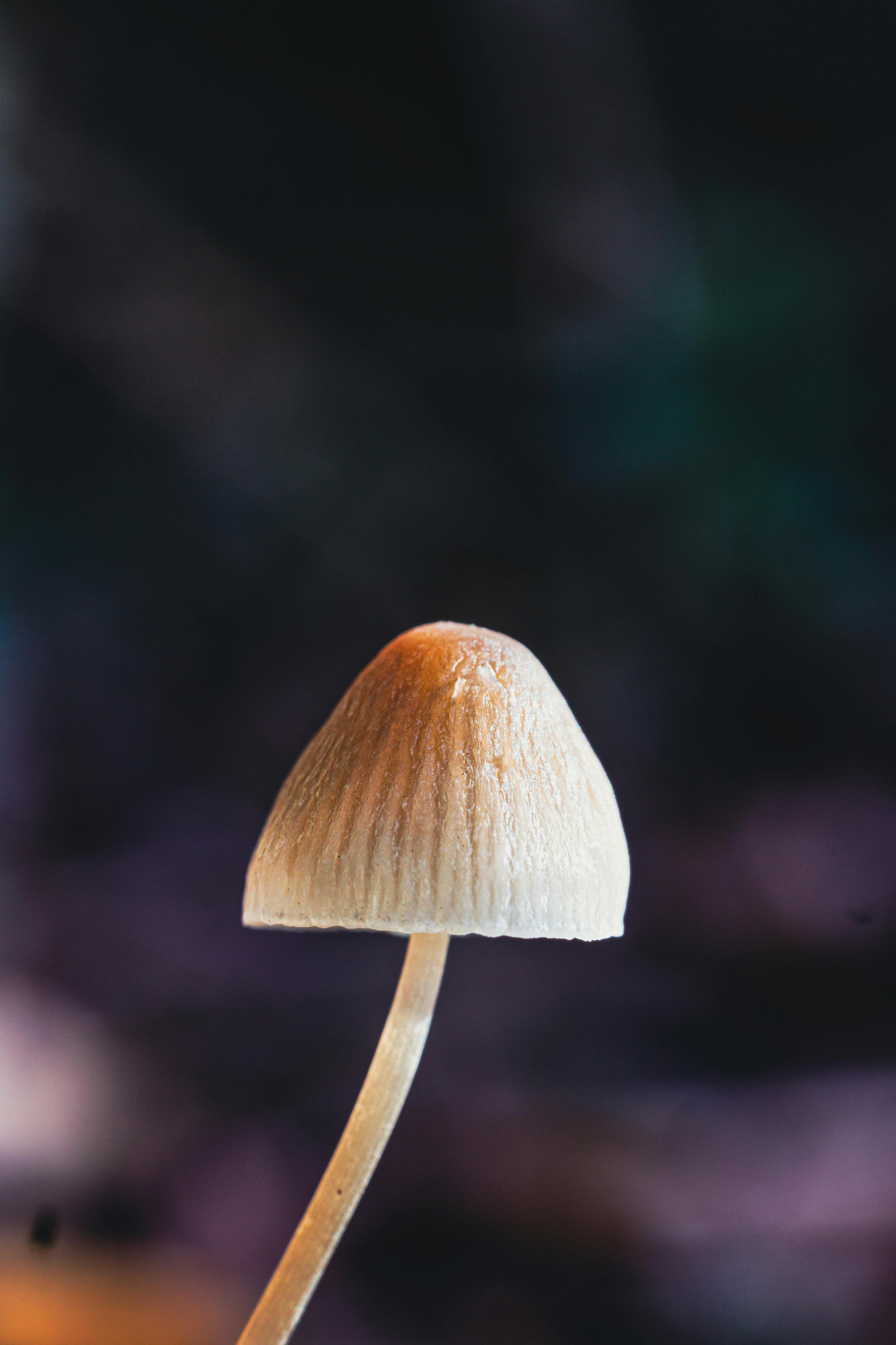 Bell Cap Photos, Download The BEST Free Bell Cap Stock Photos & HD Images