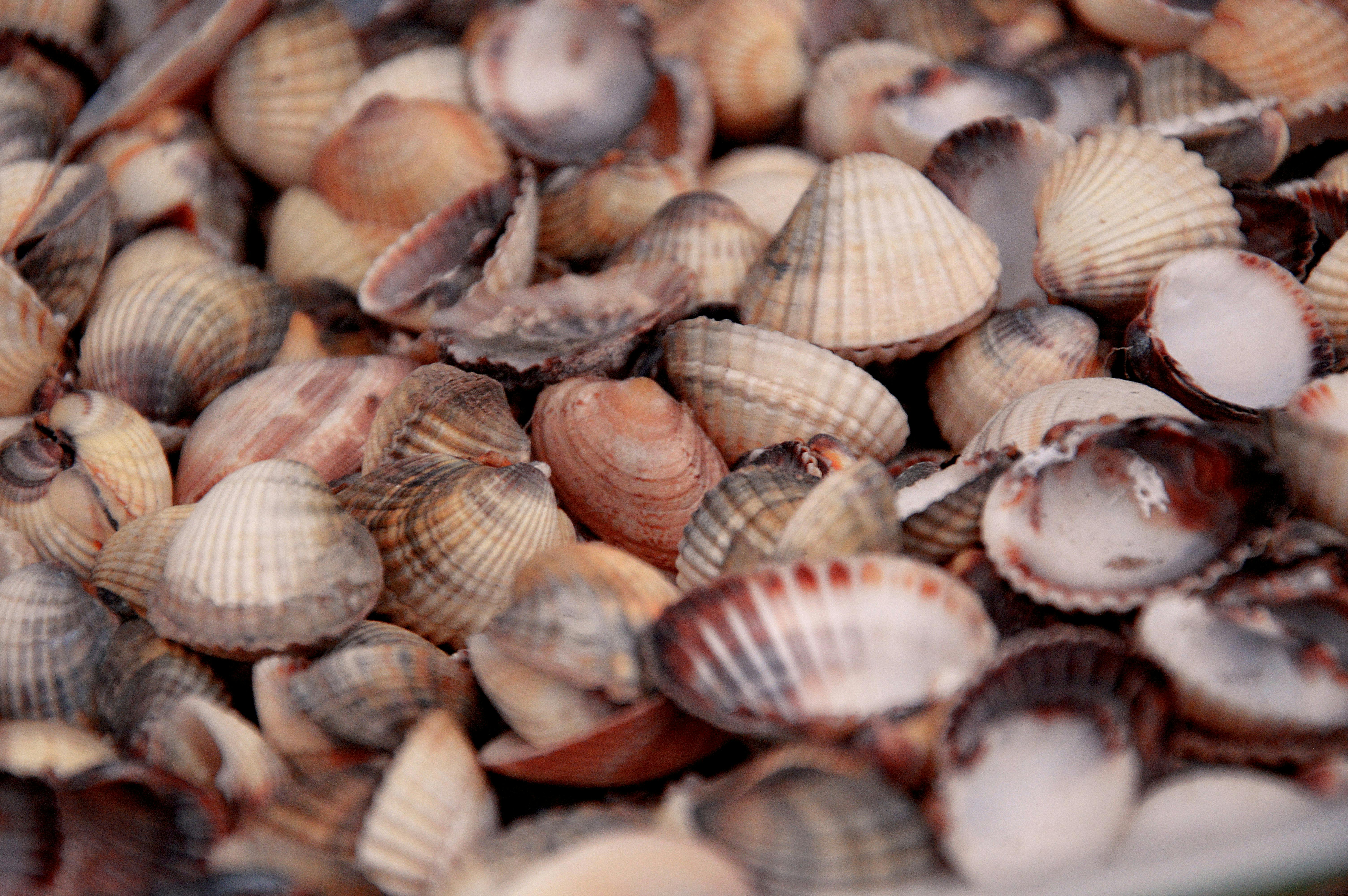Foto profissional gratuita de conchas, conchas do mar, conchas marinhas