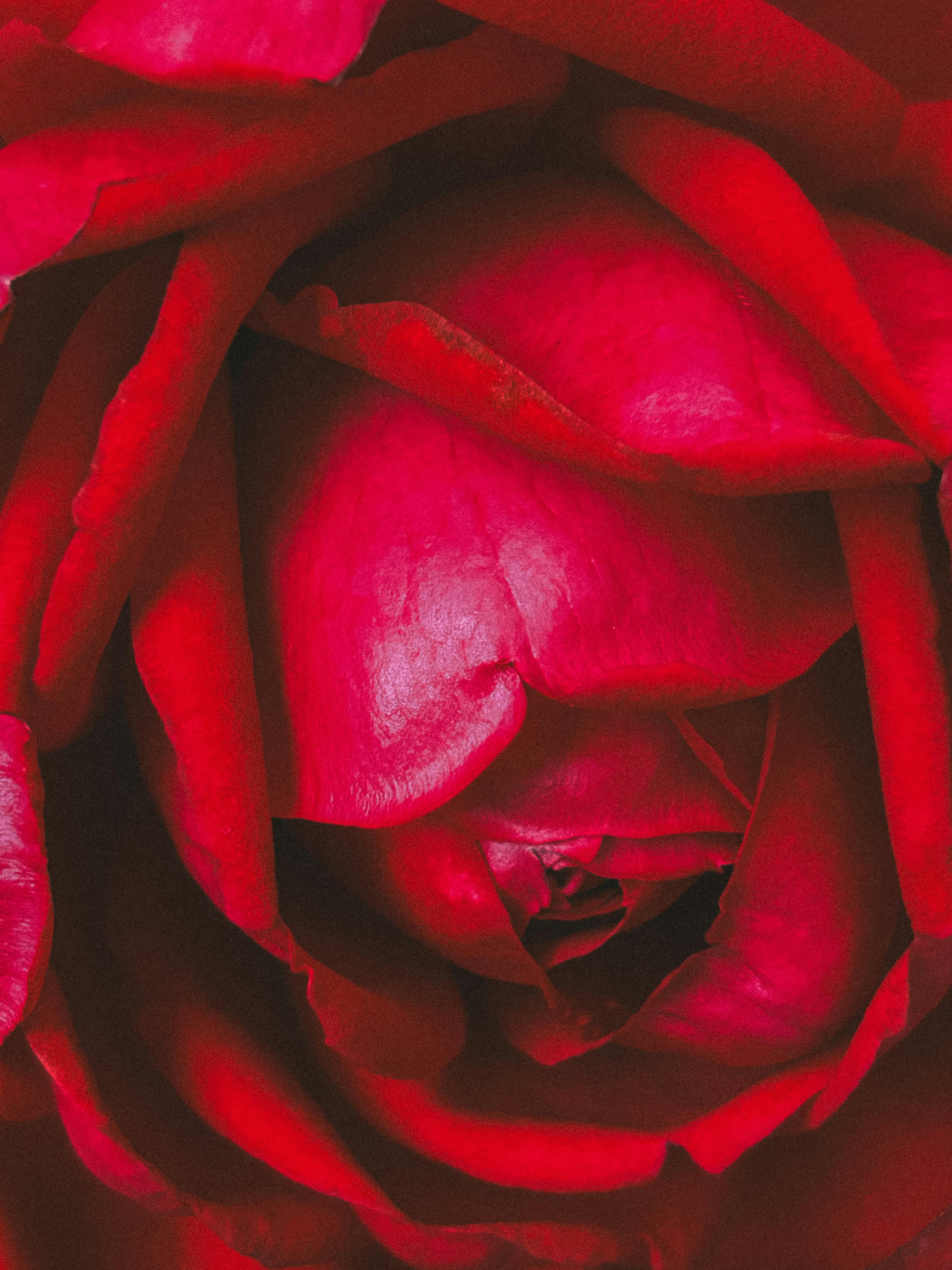Red Rose · Free Stock Photo