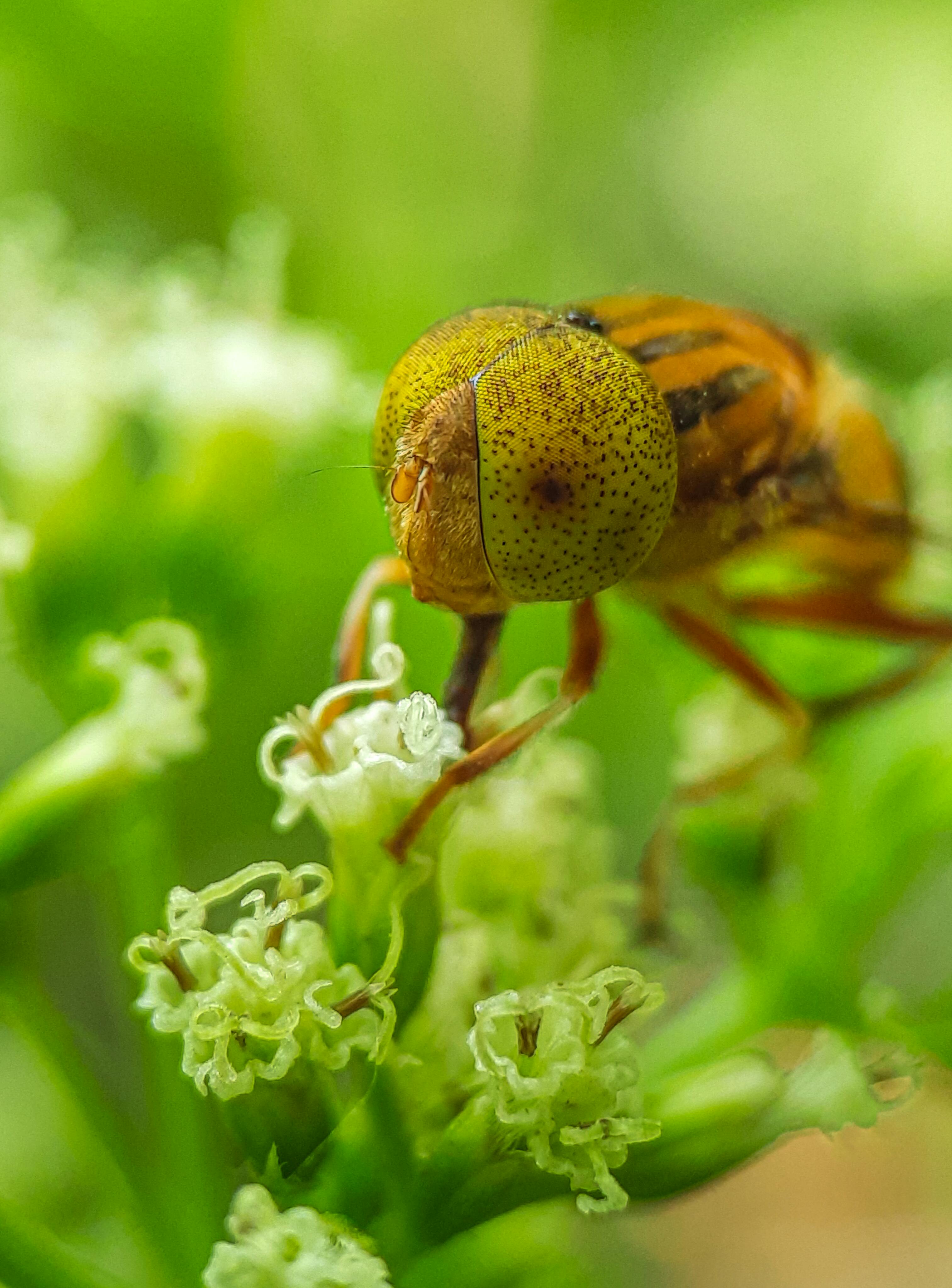 A Fly Photos, Download The BEST Free A Fly Stock Photos & HD Images