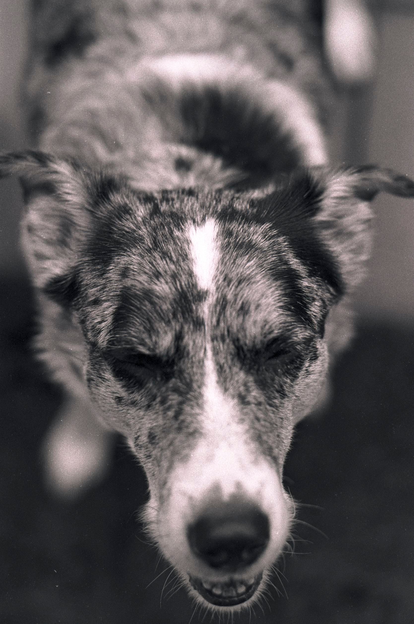 Close-up of Barking Dog · Free Stock Photo